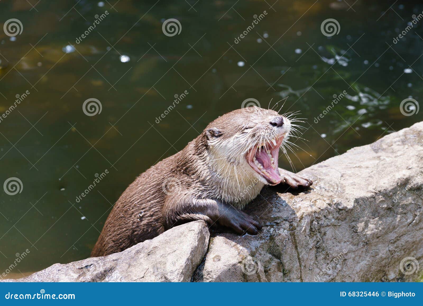 A curious otter stock photo. Image of curious, cinerea - 68325446