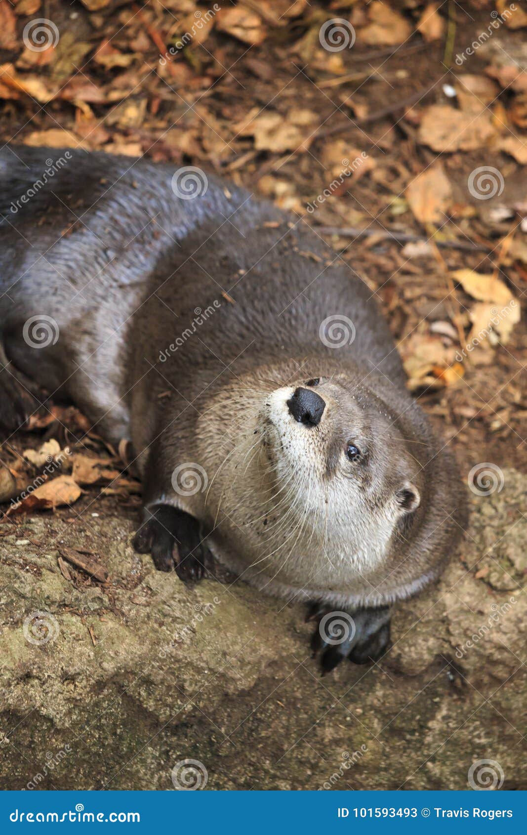 Curious Otter stock image. Image of brown, close, otter - 101593493