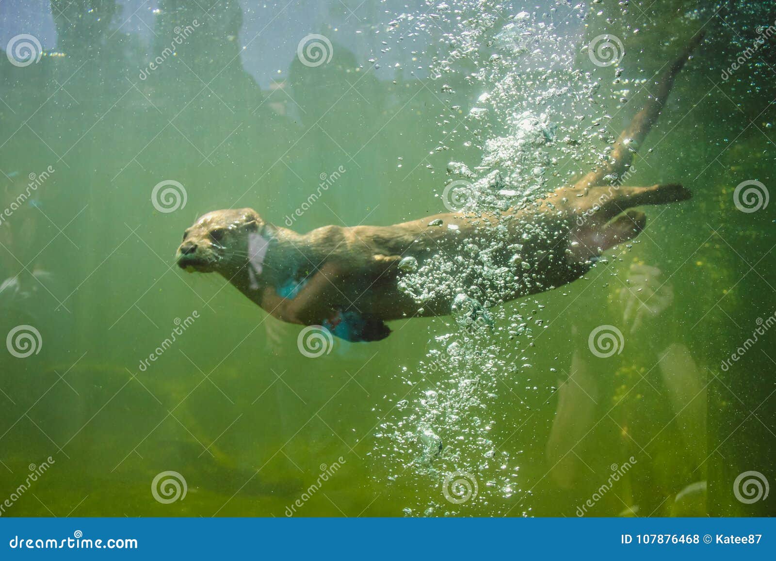 Curious Otter Who Came To See the Visitors Stock Photo - Image of ocean ...