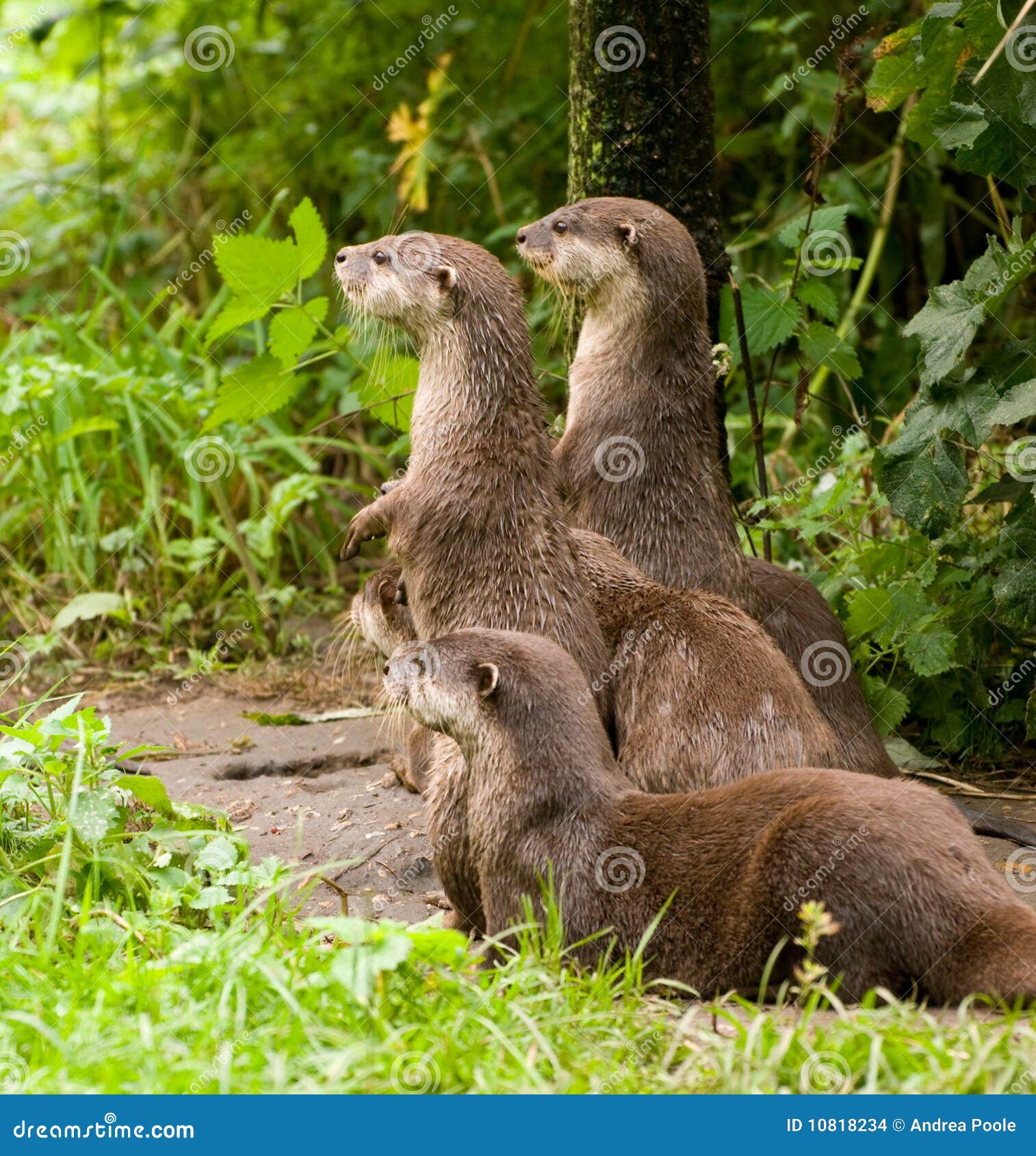 Curious Otters stock photo. Image of mammal, otter, guard - 10818234