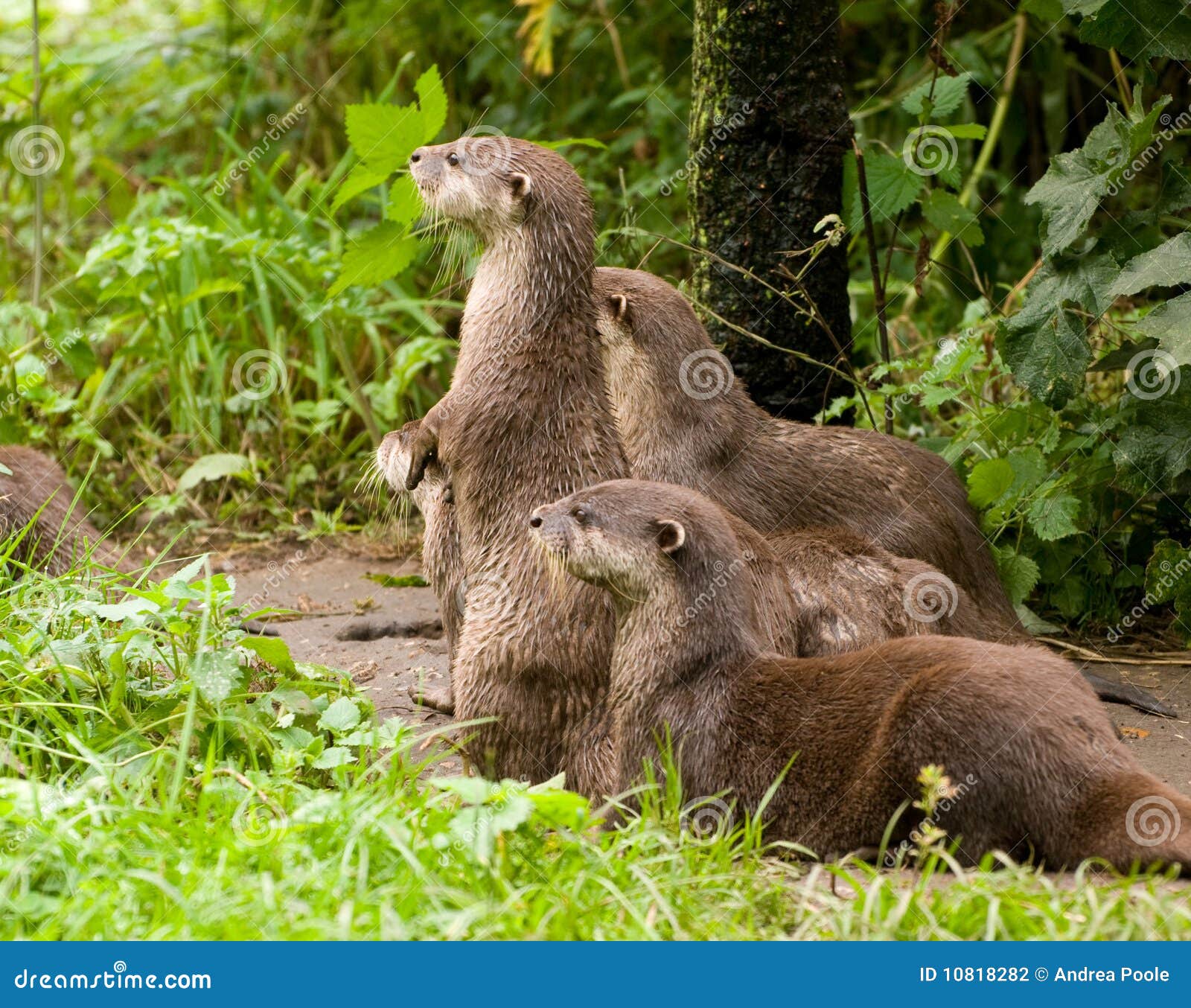 Curious Otters stock photo. Image of grass, organism - 10818282