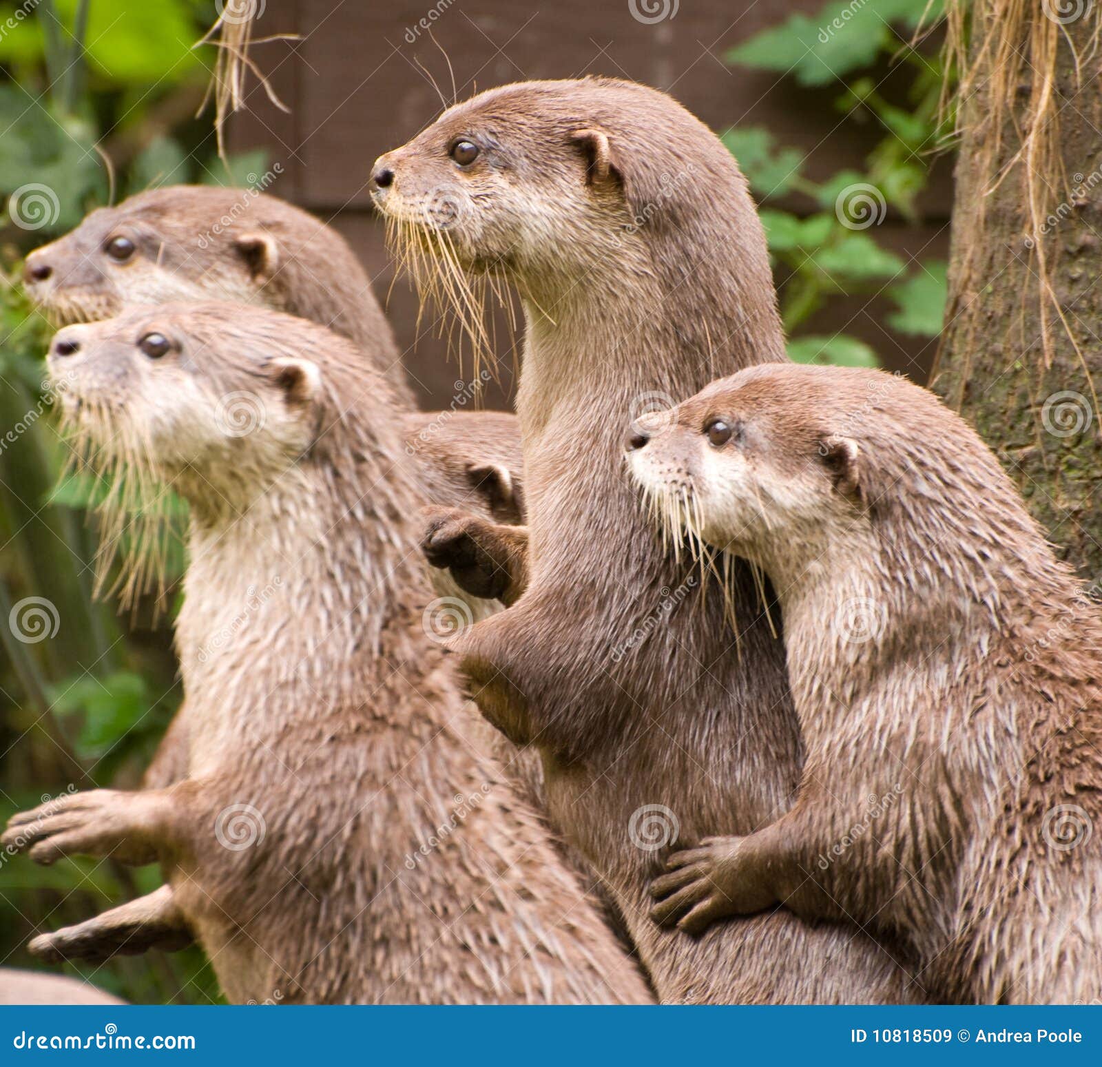 Curious Otters stock image. Image of animal, wildlife - 10818509