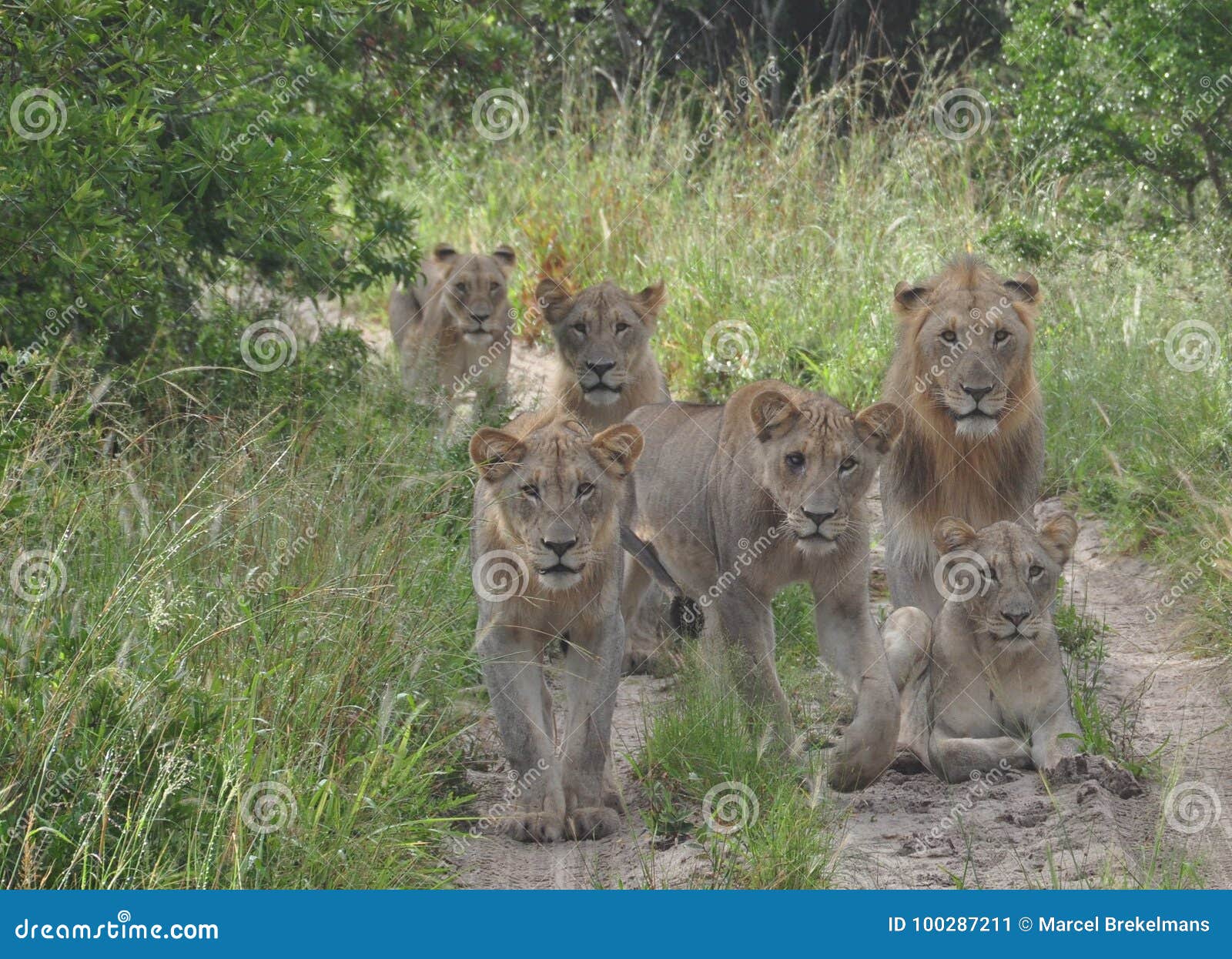 A Pride of Lions on the Move Stock Image - Image of crossing, felidae ...