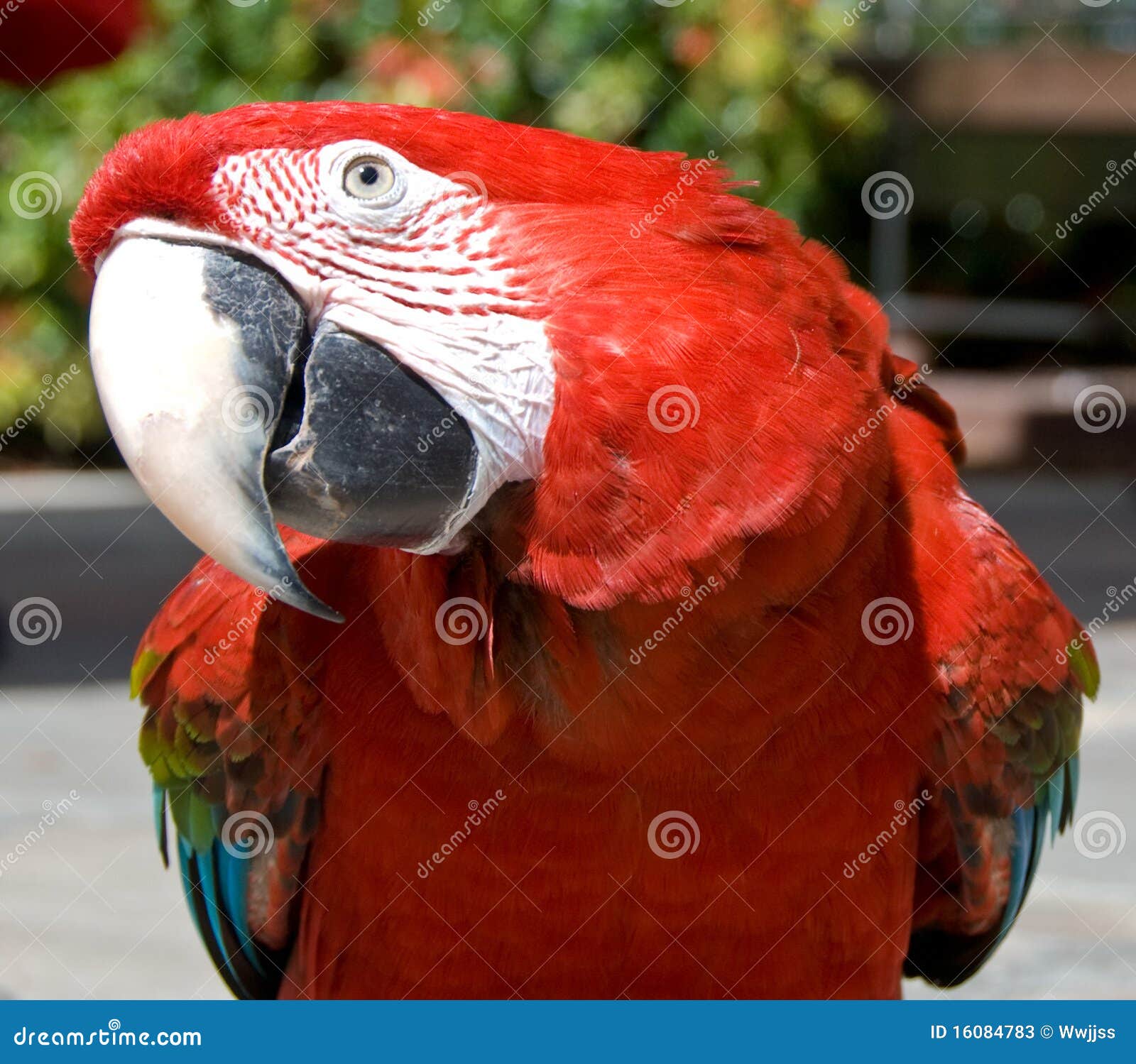 Curious Parrot stock image. Image of feathers, colorful - 16084783
