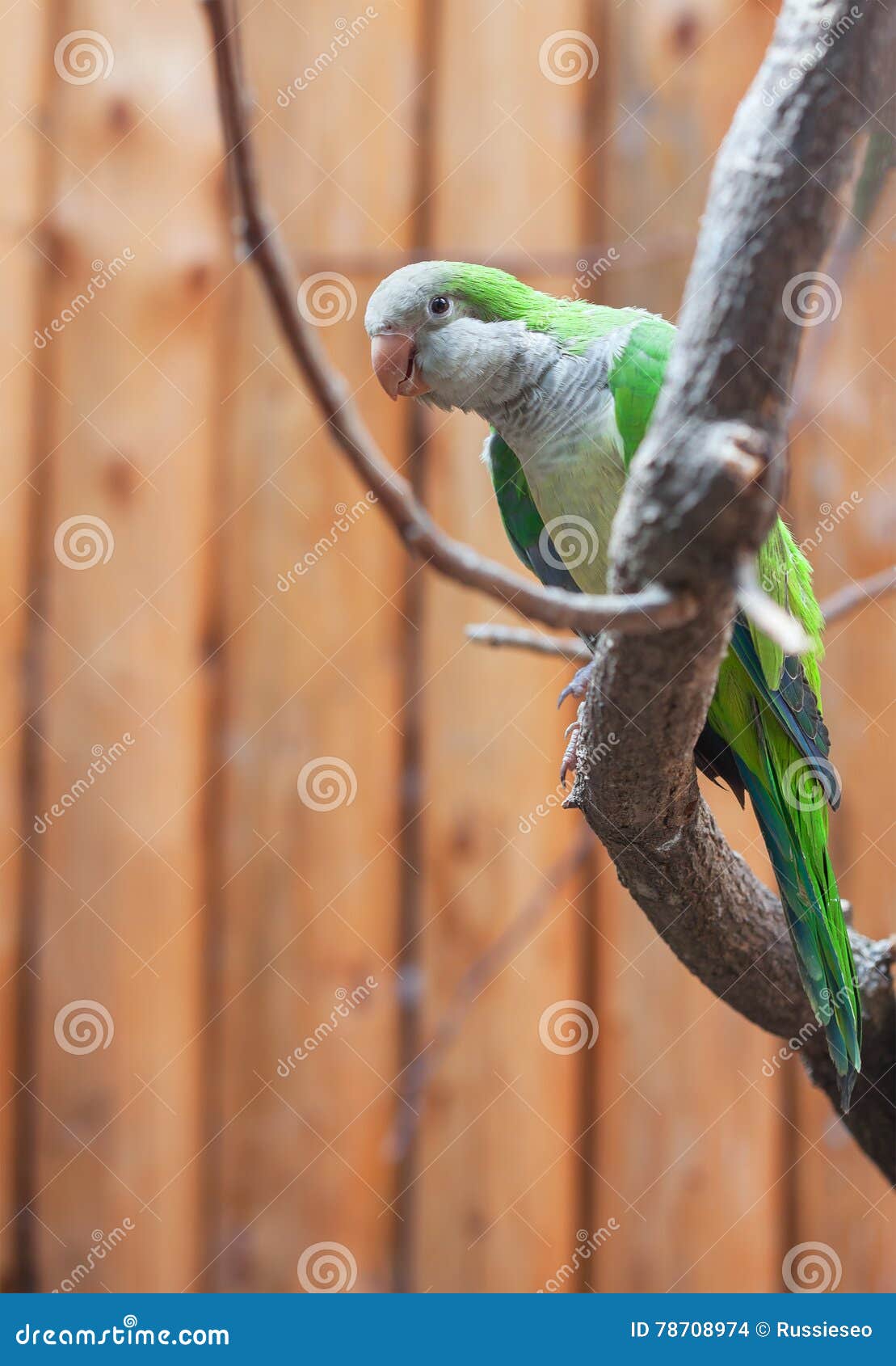 Curious parrot stock photo. Image of conure, branch, feather - 78708974