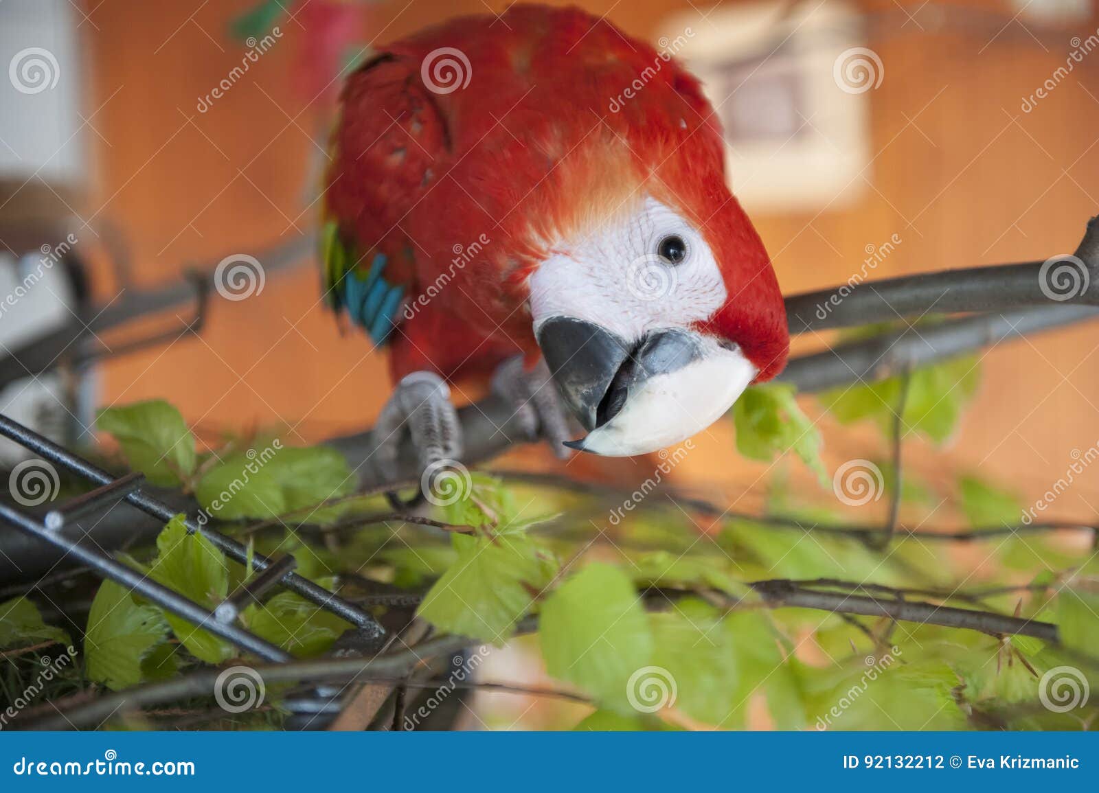 Curious parrot stock photo. Image of curiosity, climate - 92132212
