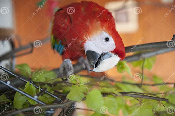 Curious parrot stock photo. Image of curiosity, climate - 92132212