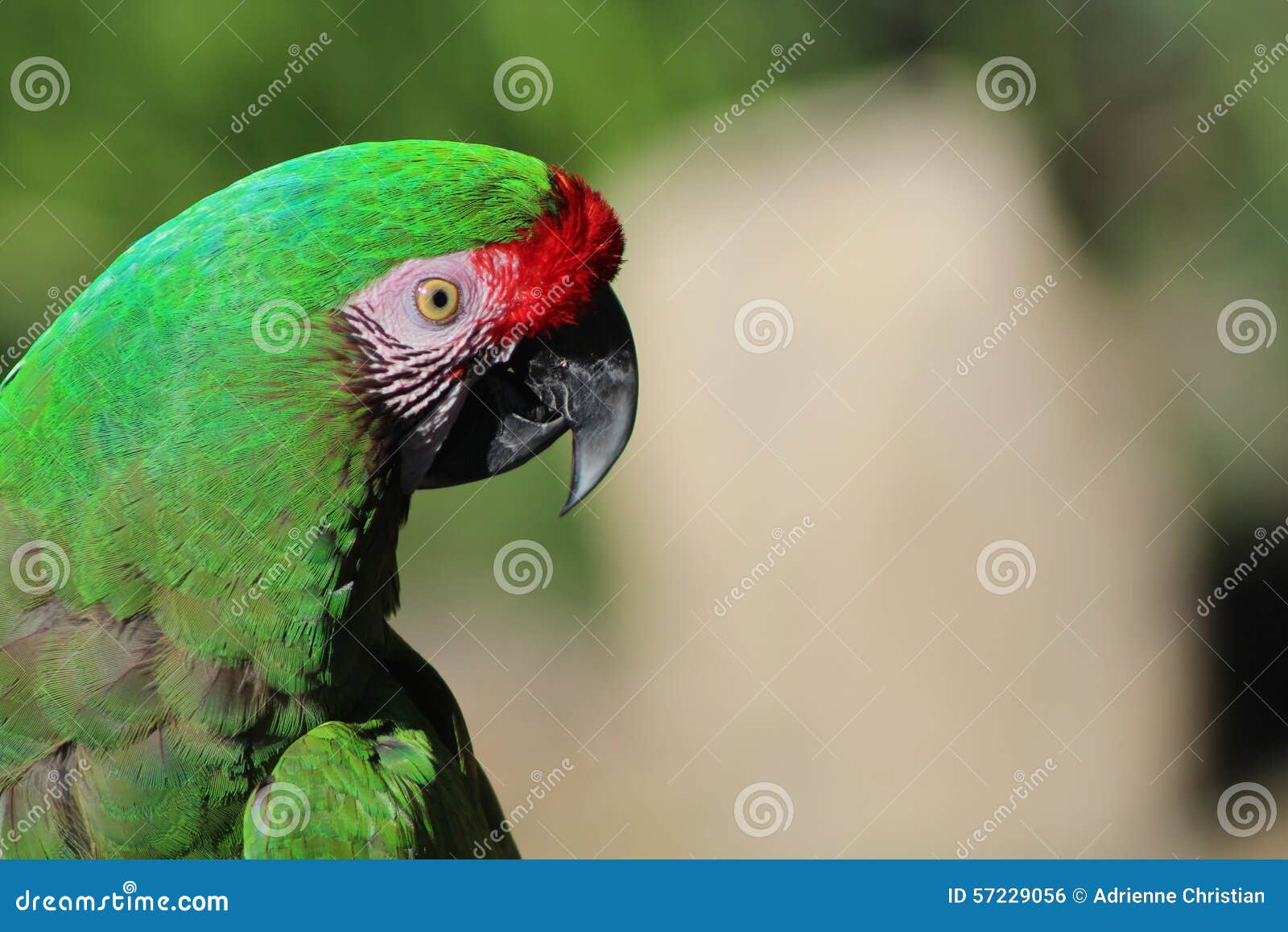 Curious Parrot stock photo. Image of talking, still, questioning - 57229056