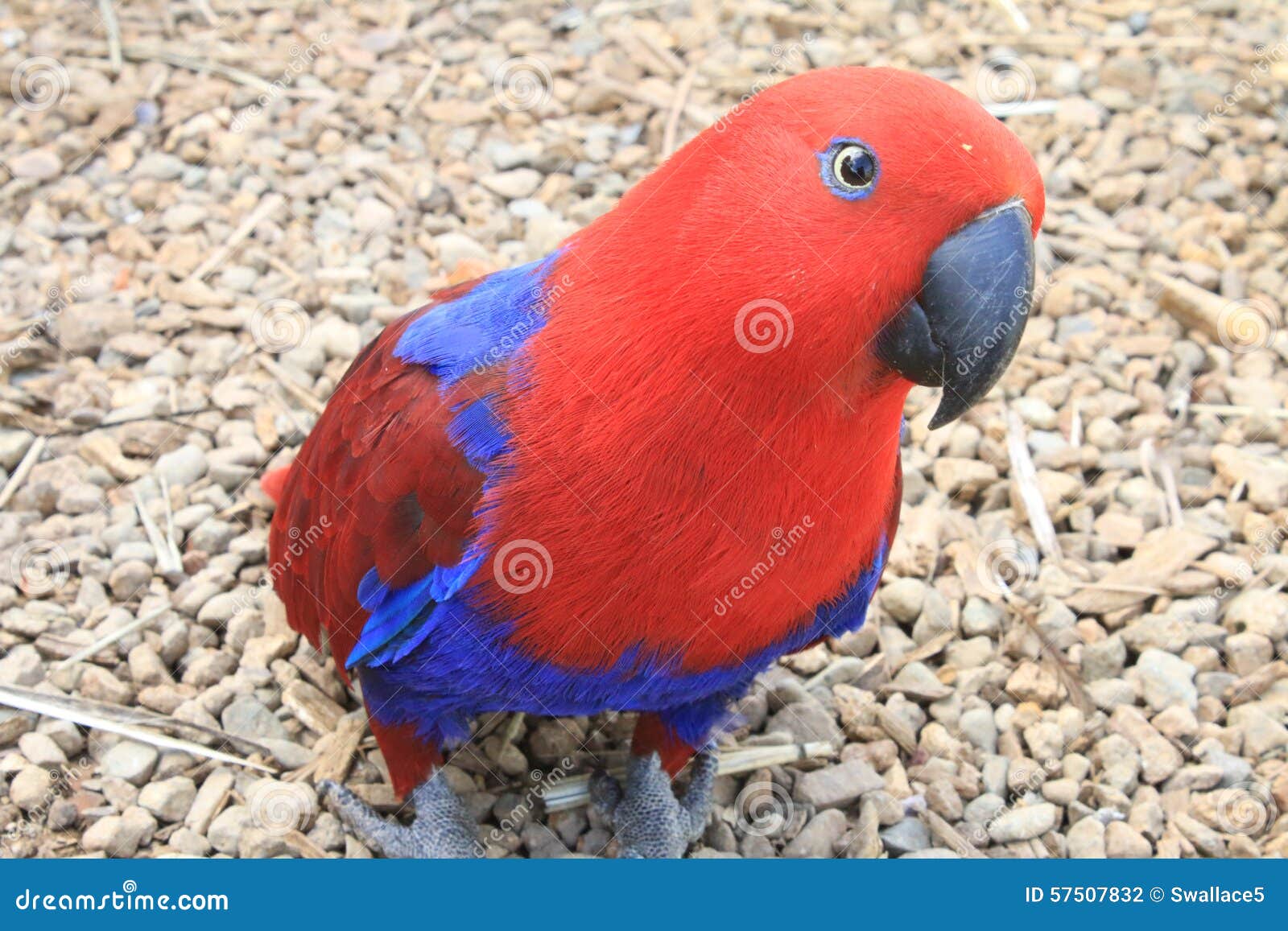 Curious Parrot stock photo. Image of bird, parrot, curious - 57507832