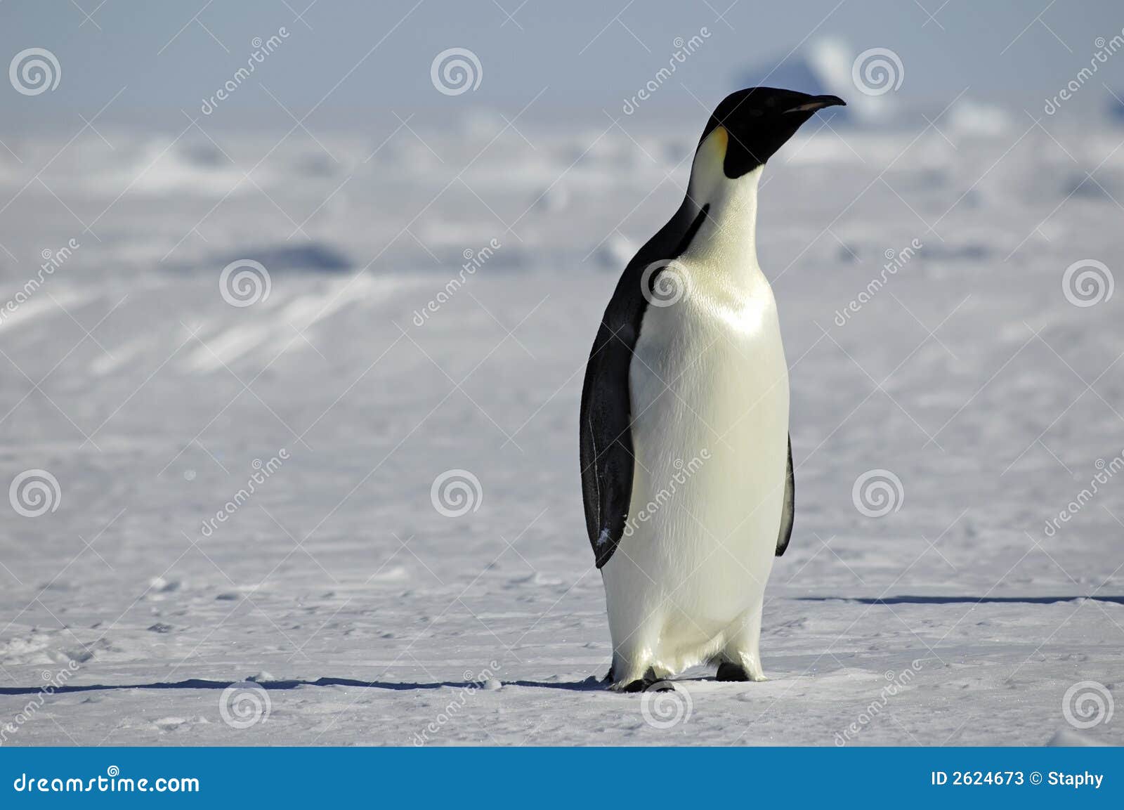 Curious penguin stock image. Image of curiosity, iceberg - 2624673
