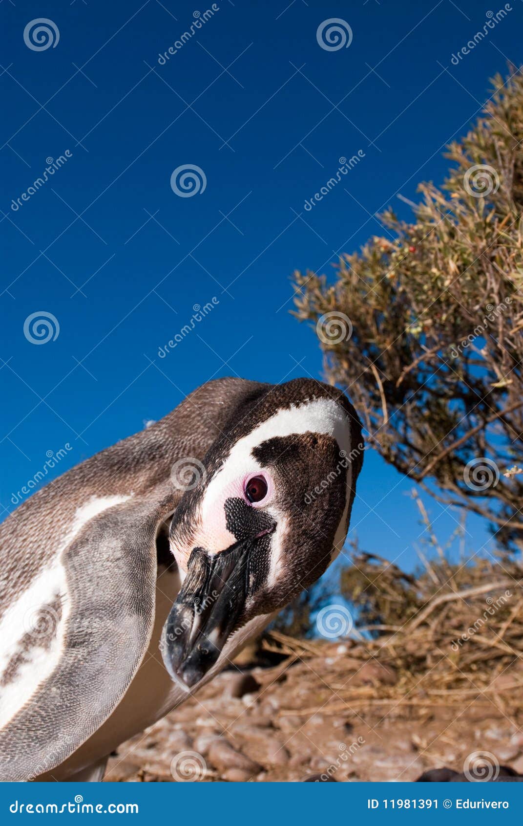 Curious Penguin Looking at Camera Stock Image - Image of magellanic ...