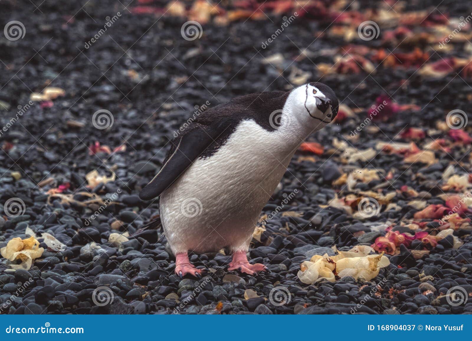 Curious Penguin Looking at Camera with Head Tilted Stock Image - Image ...