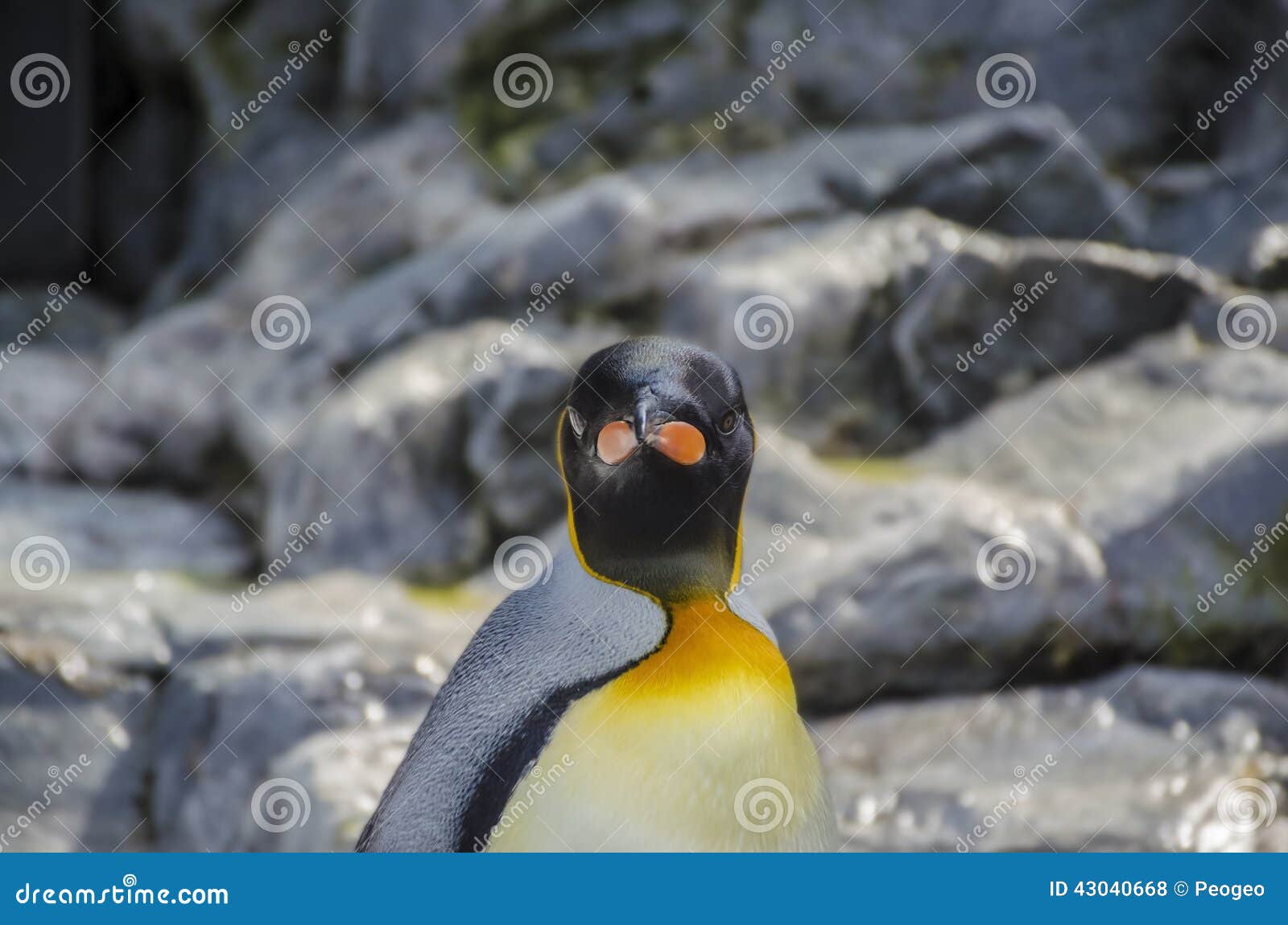 Curious Penguin See Photographer Stock Photos - Free & Royalty-Free ...