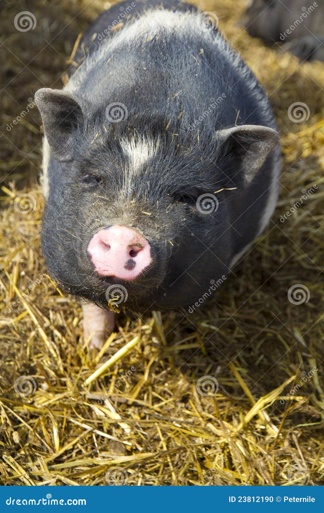 Curious pig stock photo. Image of standing, looking, color - 23812190