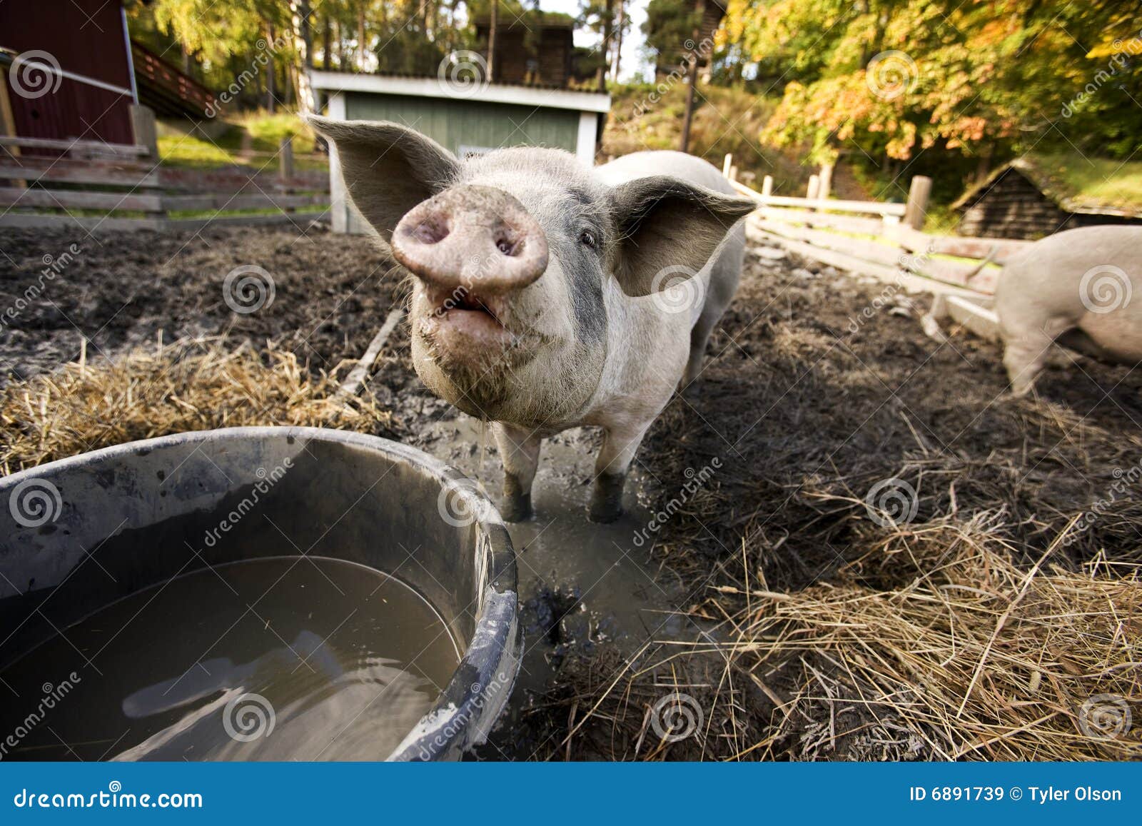 Curious Pig stock image. Image of piglet, thirsty, swine - 6891739