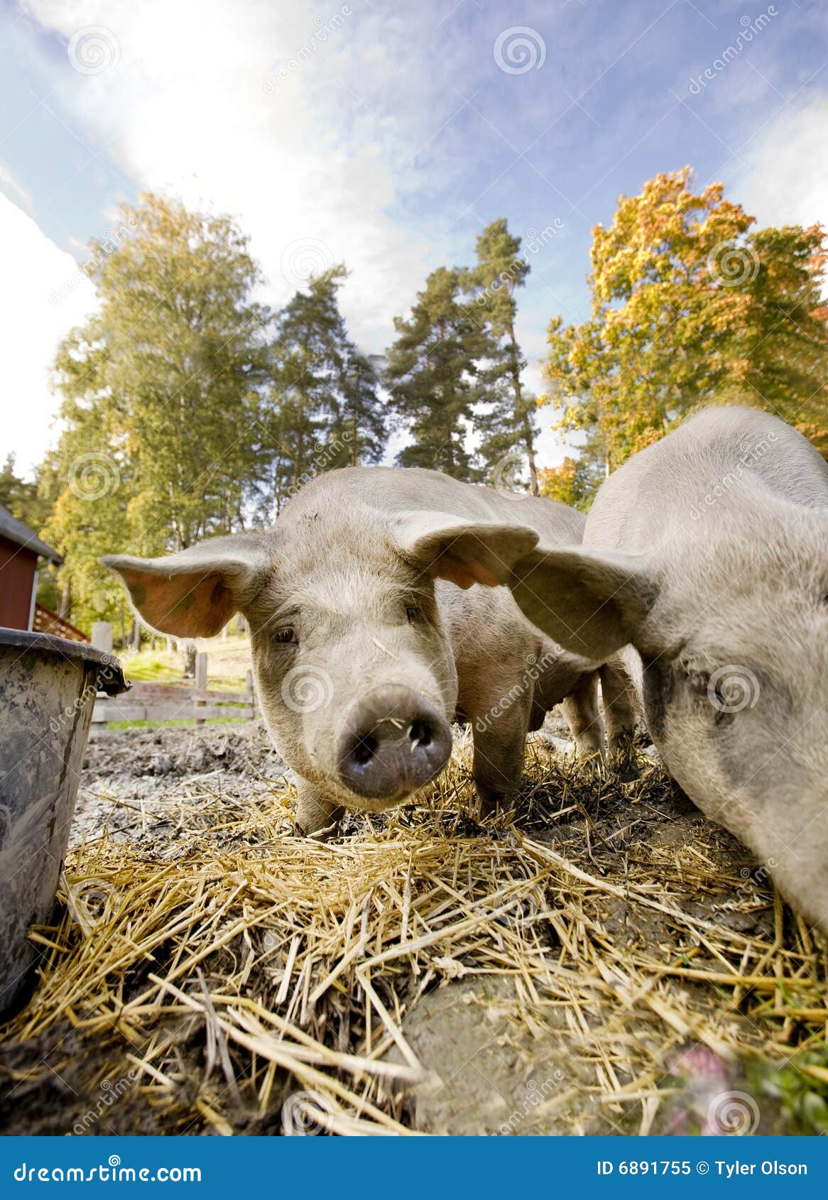 Curious Pig stock image. Image of funny, detail, nose - 6891755