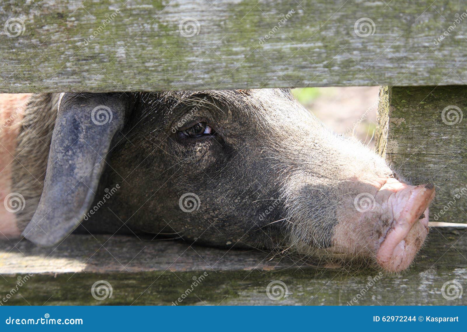 Curious Pig Looking through Wooden Fence Stock Photo - Image of ...