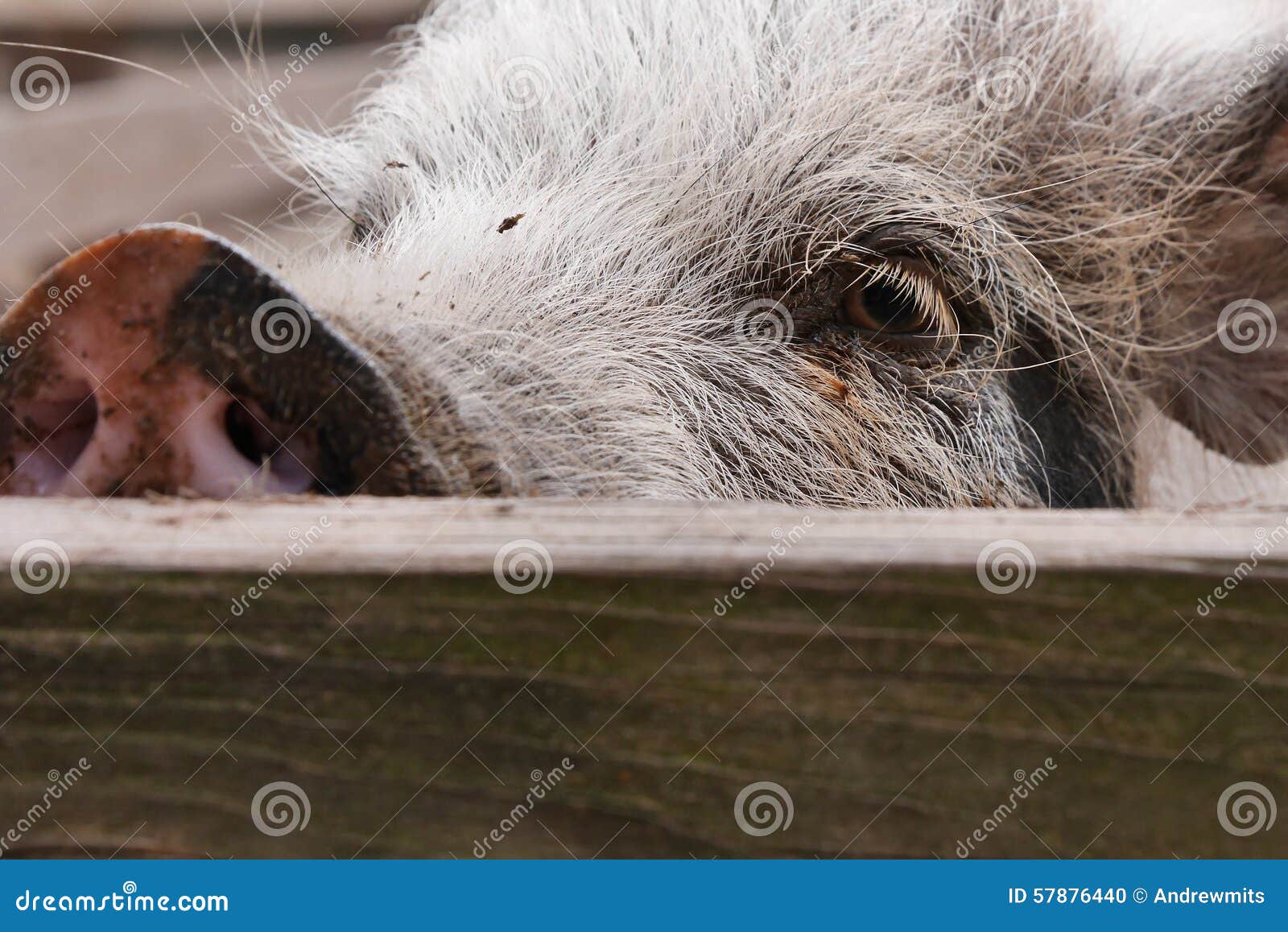 Curious Pig stock photo. Image of fence, farm, snout - 57876440