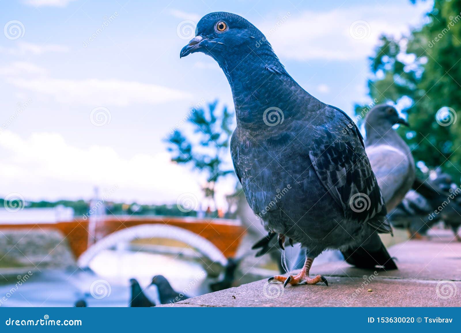 Curious Pigeon Looking Camera Photos - Free & Royalty-Free Stock Photos ...