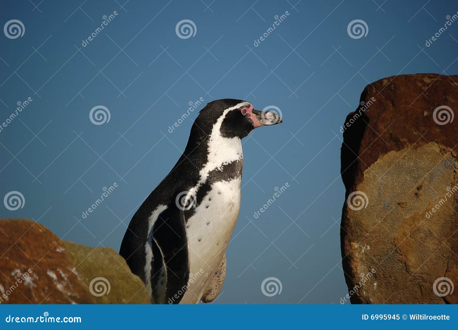 Curious pinguin on lookout stock image. Image of attentive - 6995945