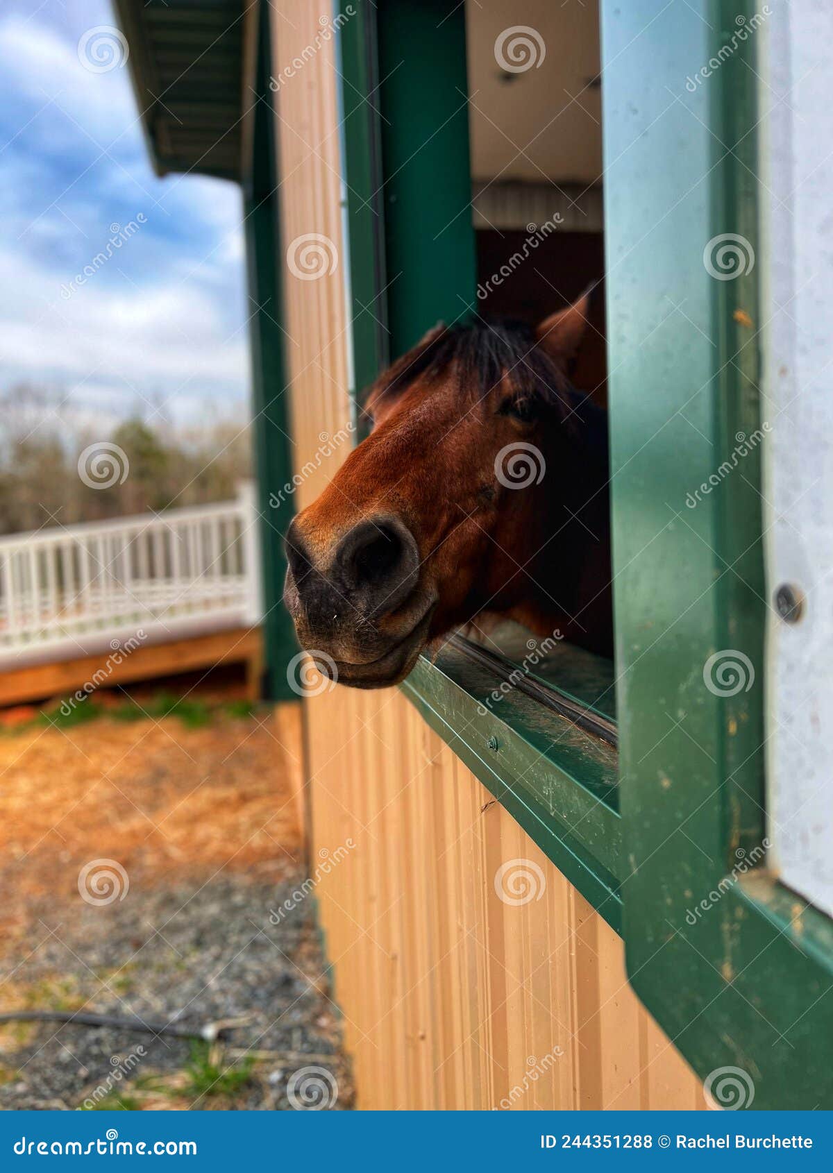 Curious pony stock photo. Image of hello, barn, horse - 244351288
