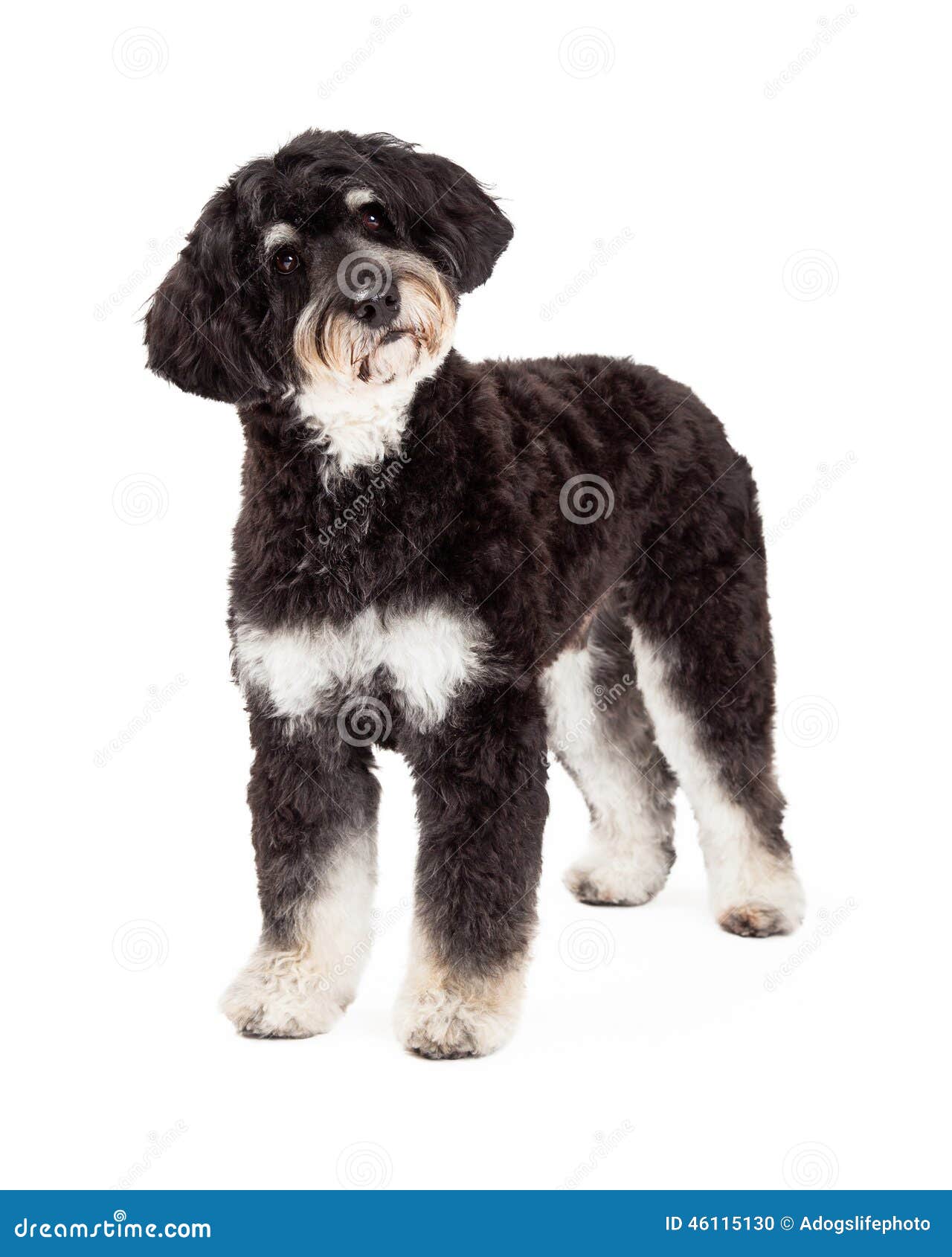 Curious Poodle Mix Breed Dog Standing Stock Photo - Image of lapdog ...