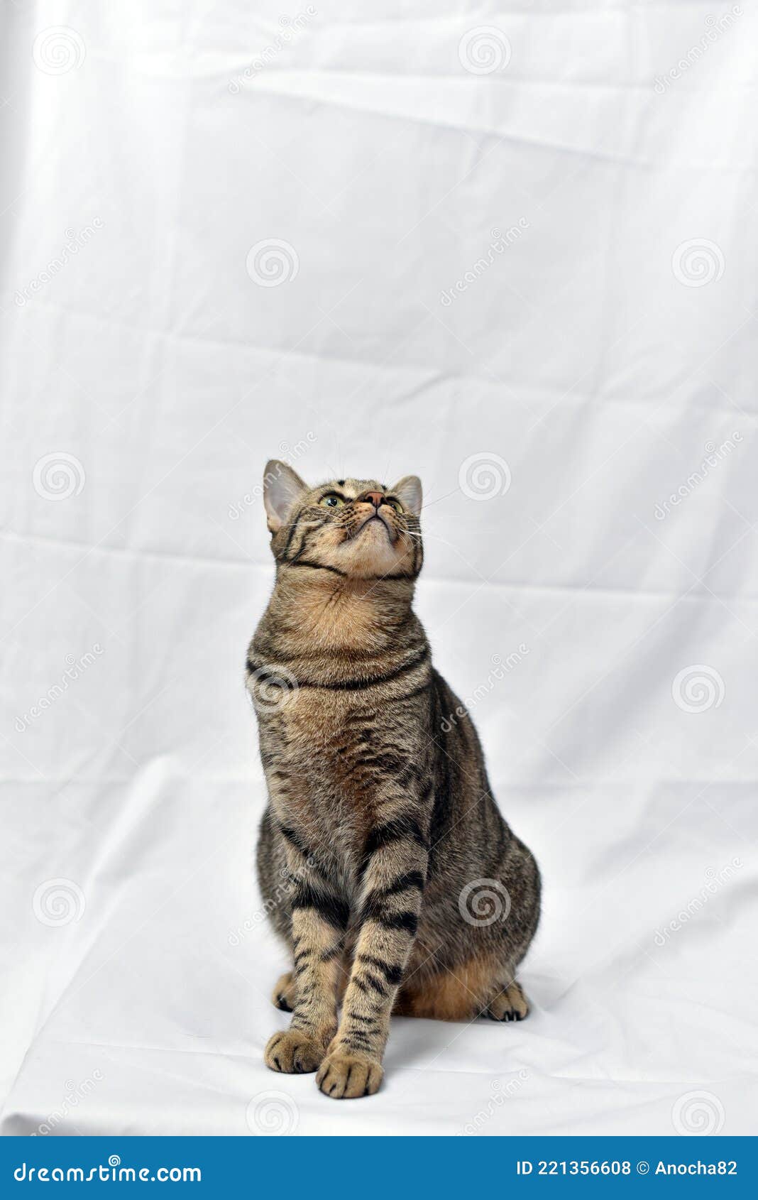 Curious Pose Cat with White Scene, Mackerel Cat Stock Photo - Image of ...