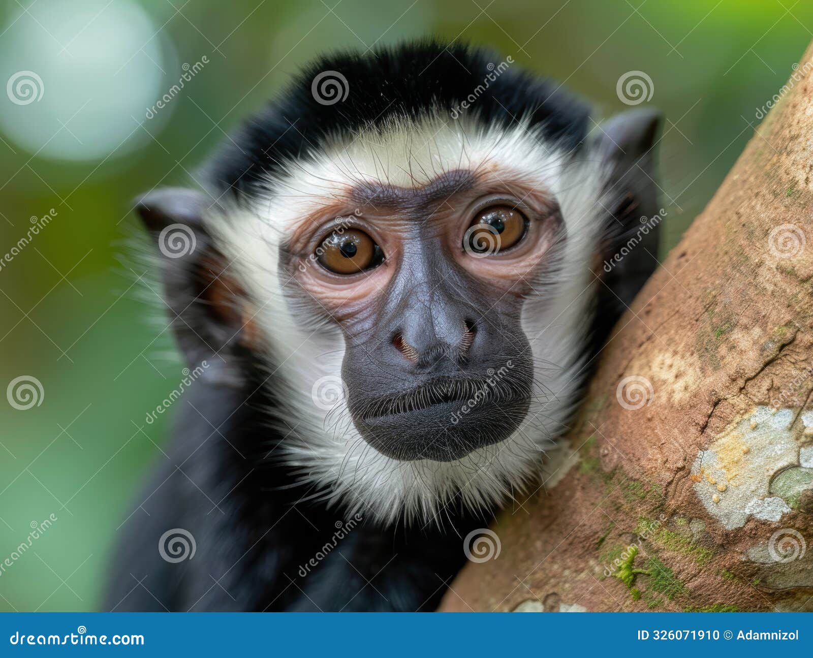Curious Primate with Large Eyes Peering from Tree Branch Stock ...