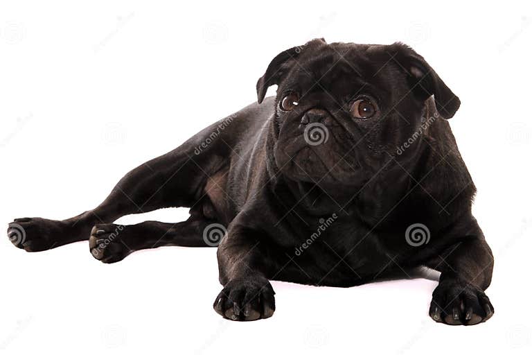 Curious pug stock photo. Image of sweet, adorable, confused - 28928154