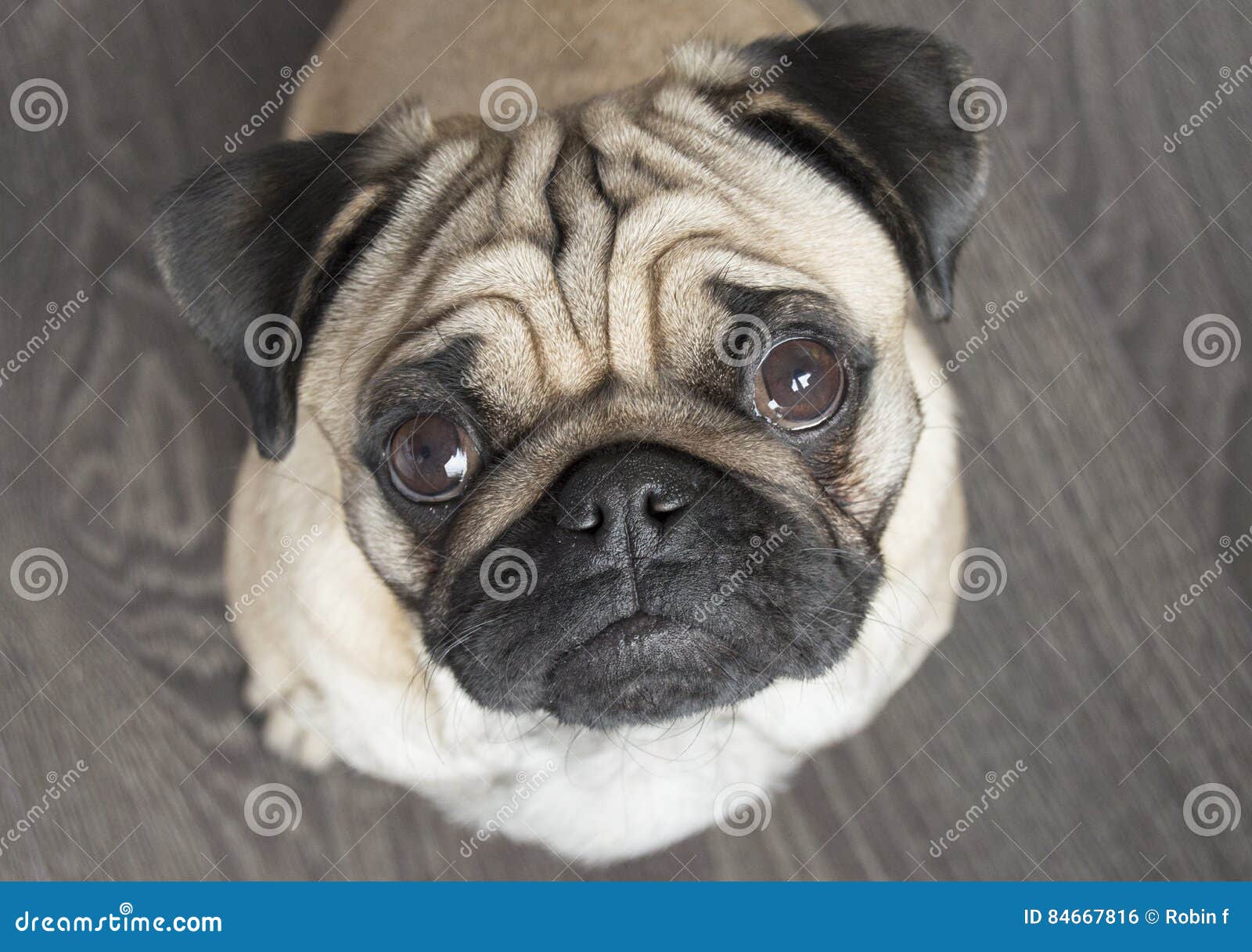 Curious pug stock photo. Image of curious, mopshond, small - 84667816