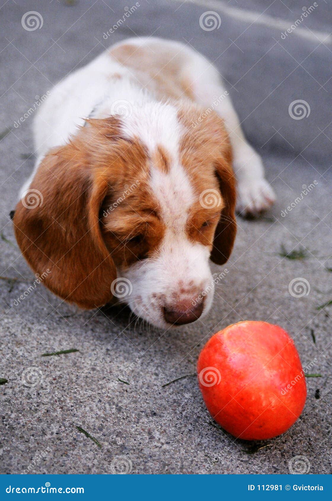 Curious puppy stock image. Image of orange, babies, floppy - 112981