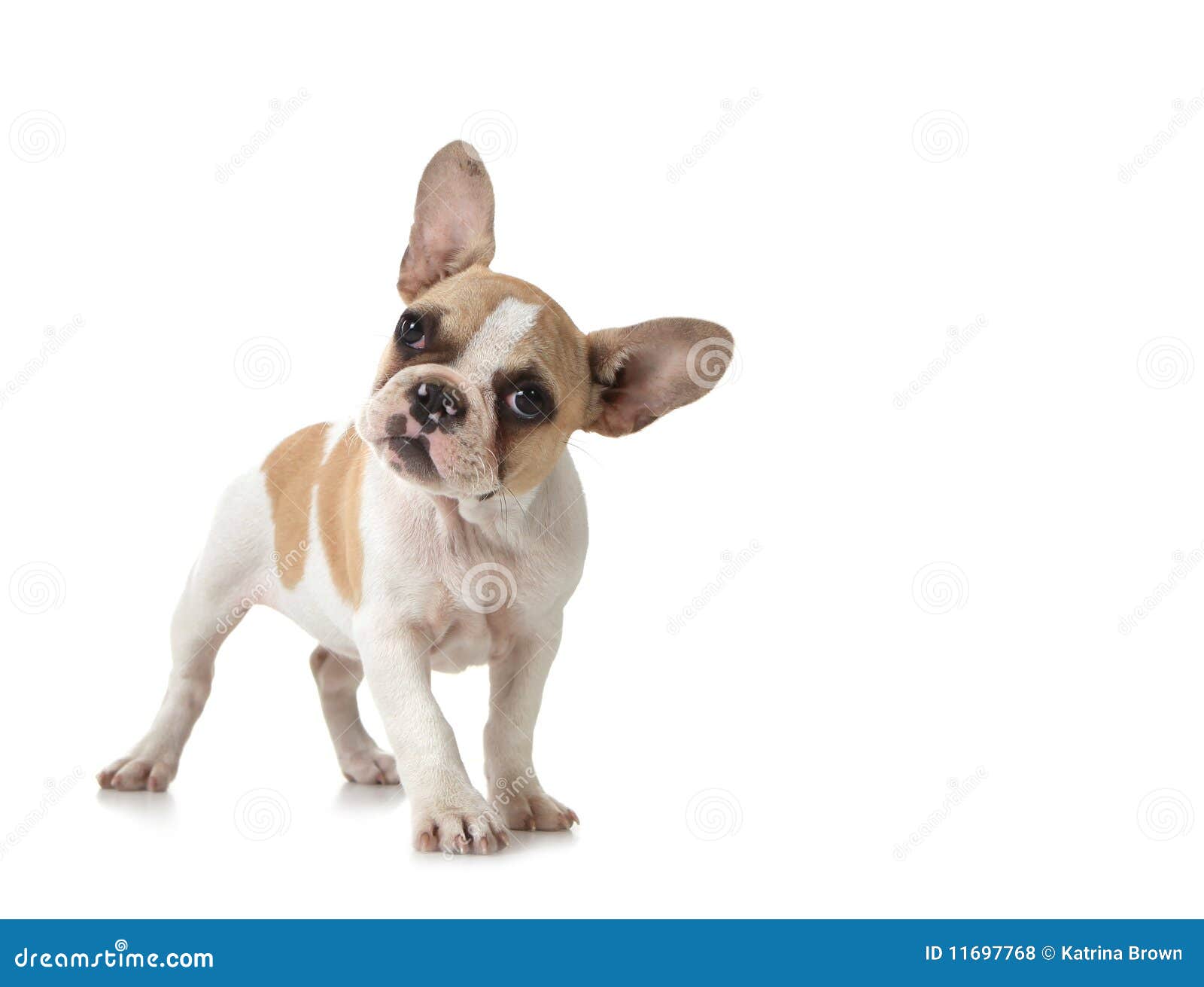 Curious Puppy Beagle Stock Image | CartoonDealer.com #175096915