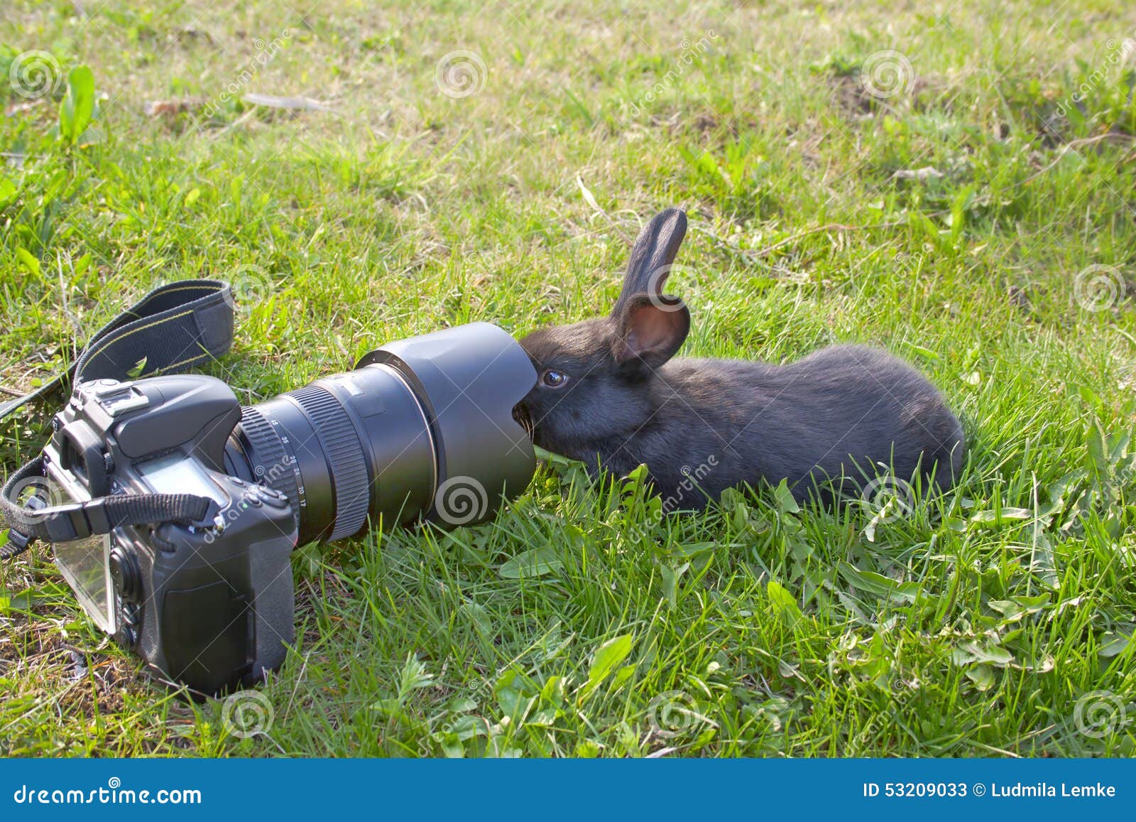 Curious Rabbit and the Camera Stock Image - Image of fluffy, field ...