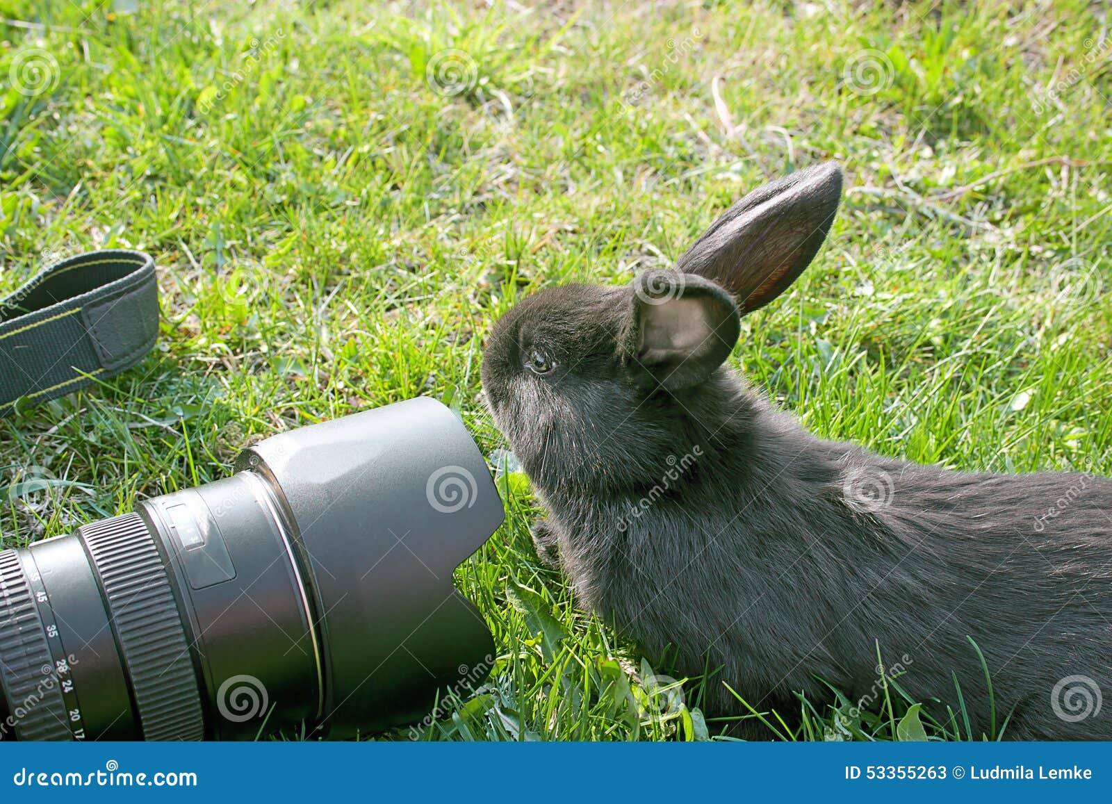 Curious Rabbit and the Camera Stock Image - Image of cute, baby: 53355263