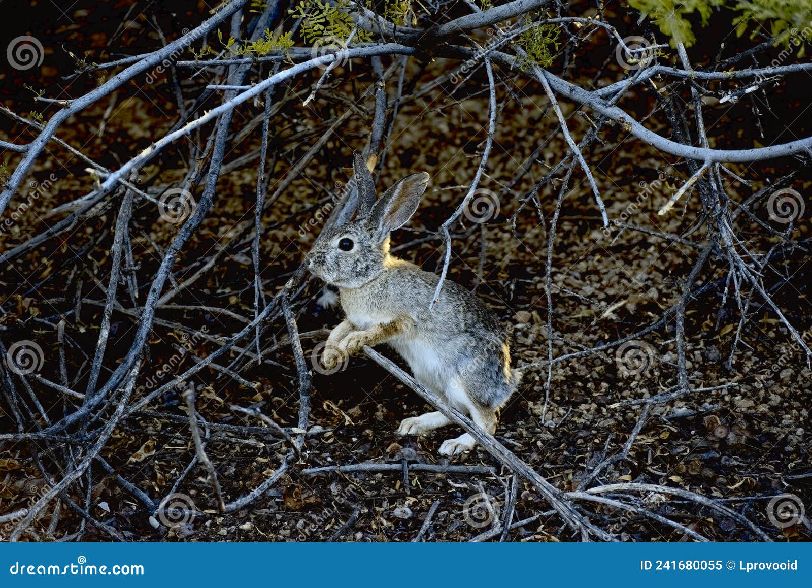 Curious Rabbit Leaning on Tree Limb Stock Image - Image of ears, green ...