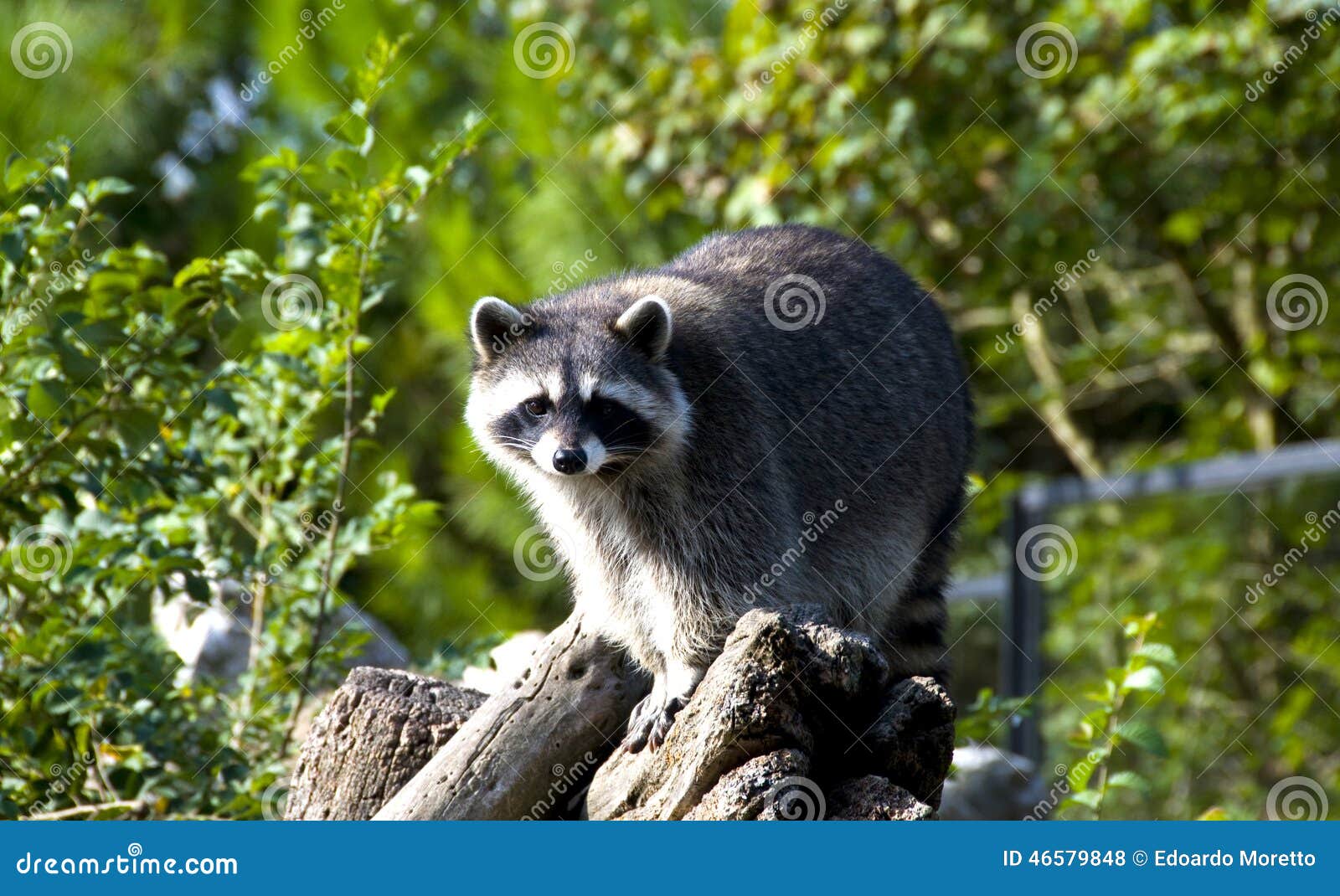 Curious raccon stock photo. Image of american, curiosity - 46579848