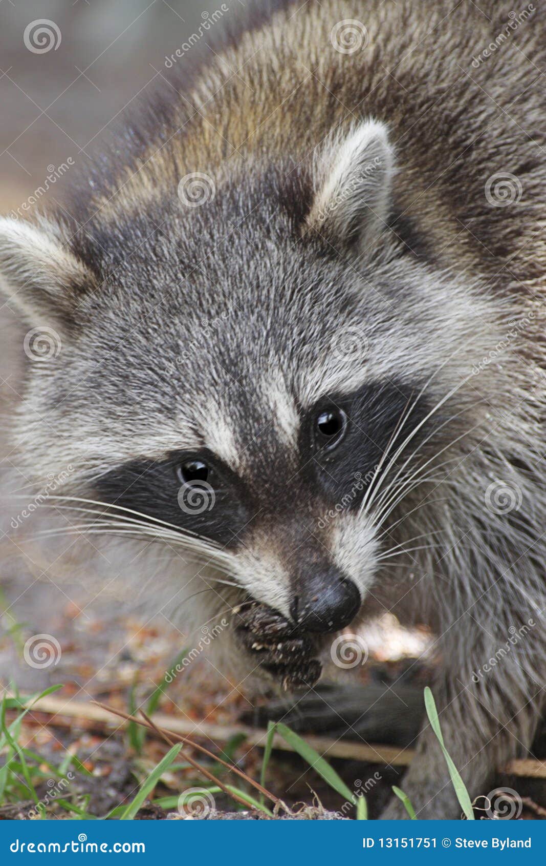 Curious Raccoon stock image. Image of vertical, creature - 13151751