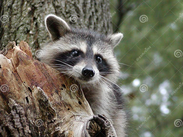 Curious Raccoon stock photo. Image of mask, bandit, tree - 208762