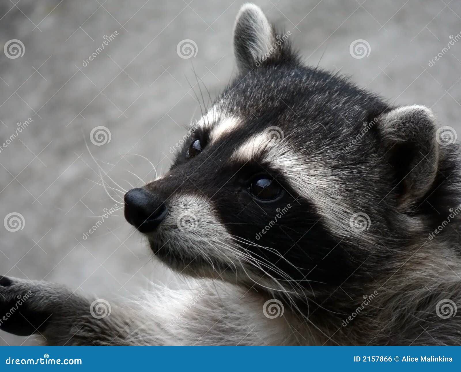 The curious raccoon. stock photo. Image of claw, tree - 2157866