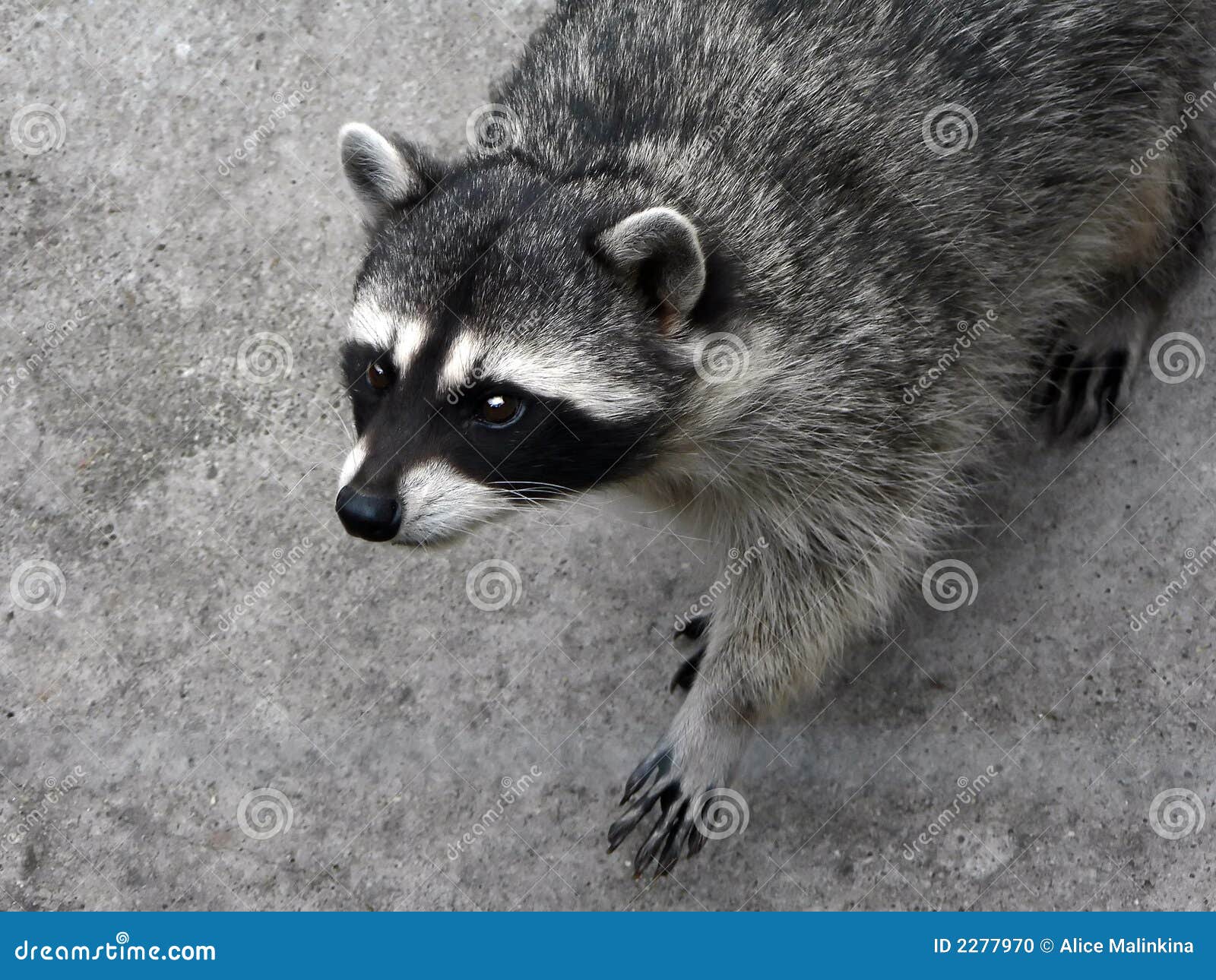 The curious raccoon. stock photo. Image of tree, claw - 2277970