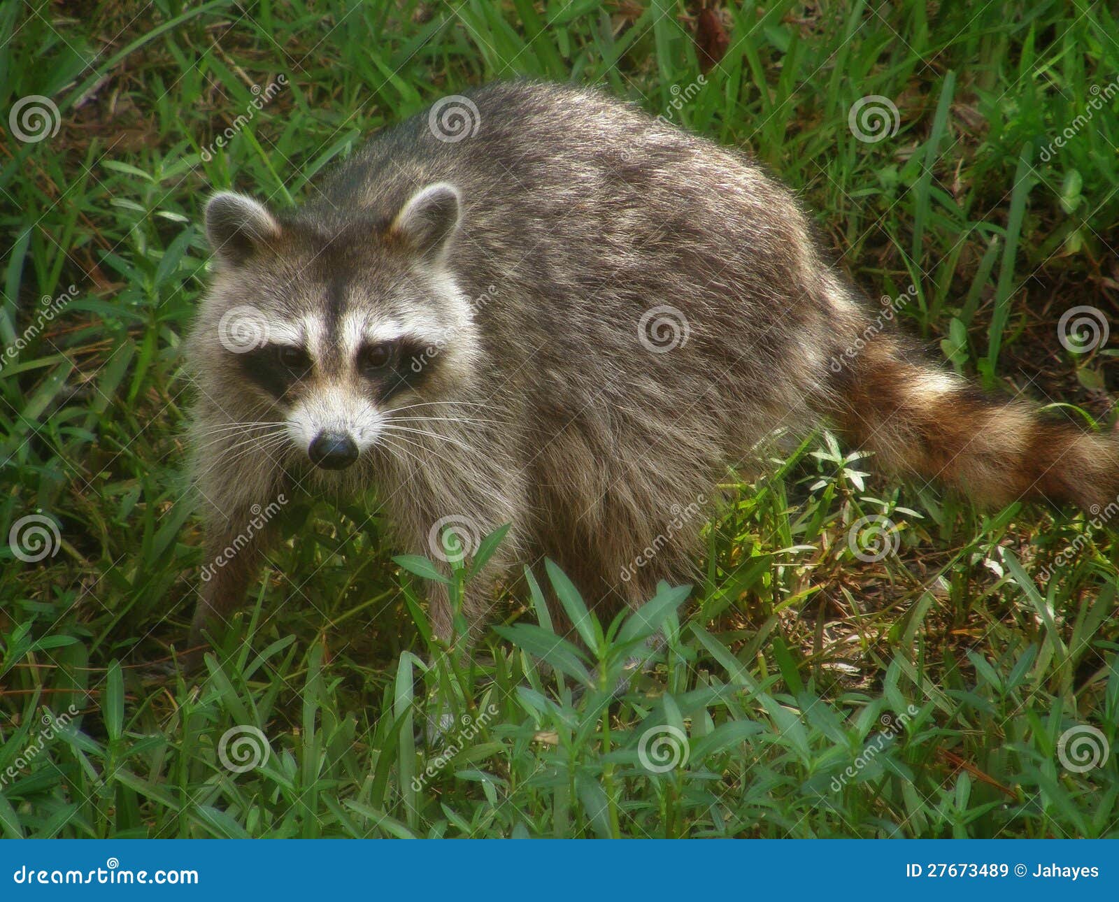Curious Raccoon stock image. Image of scavenger, wild - 27673489