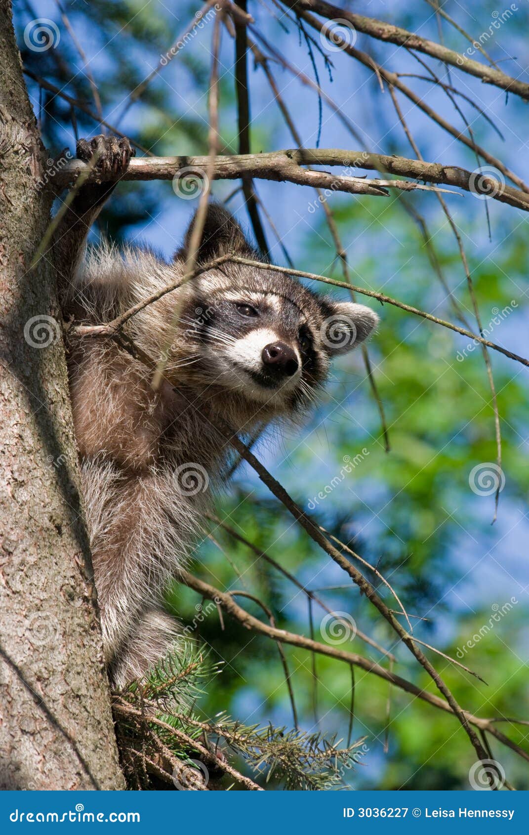 Curious Raccoon stock image. Image of forest, animal, wood - 3036227