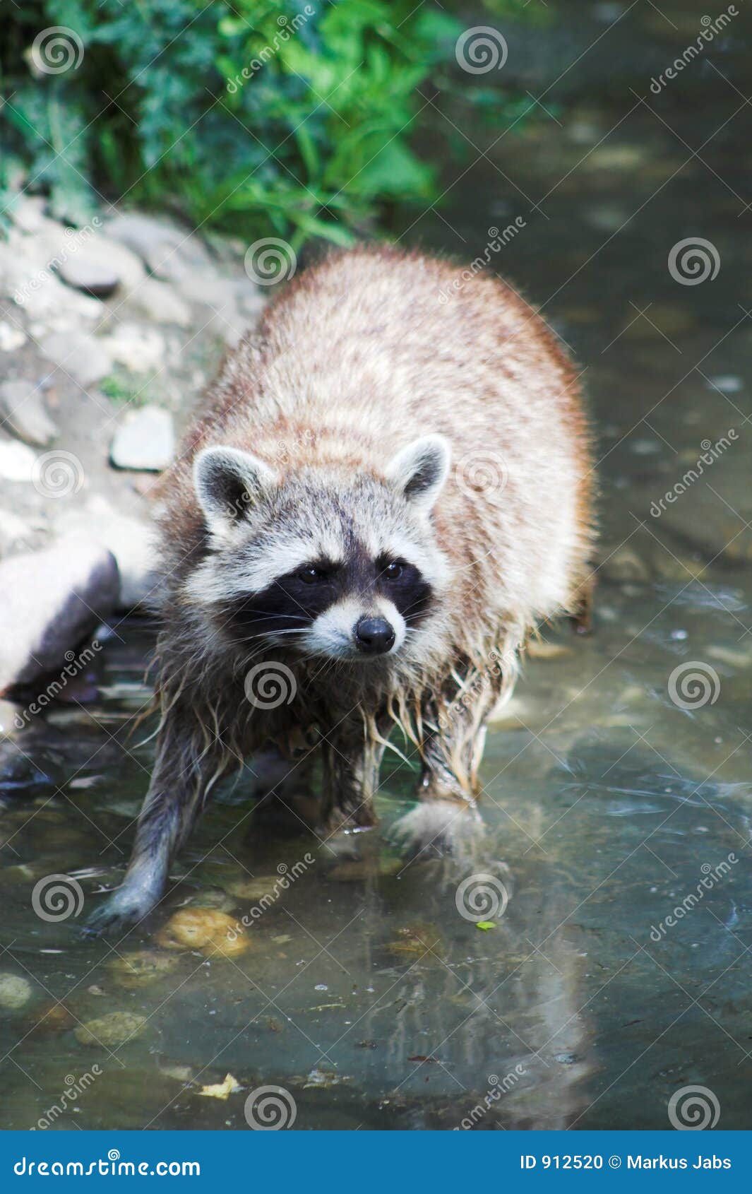 Curious raccoon stock photo. Image of raccoon, gelsenkirchen - 912520