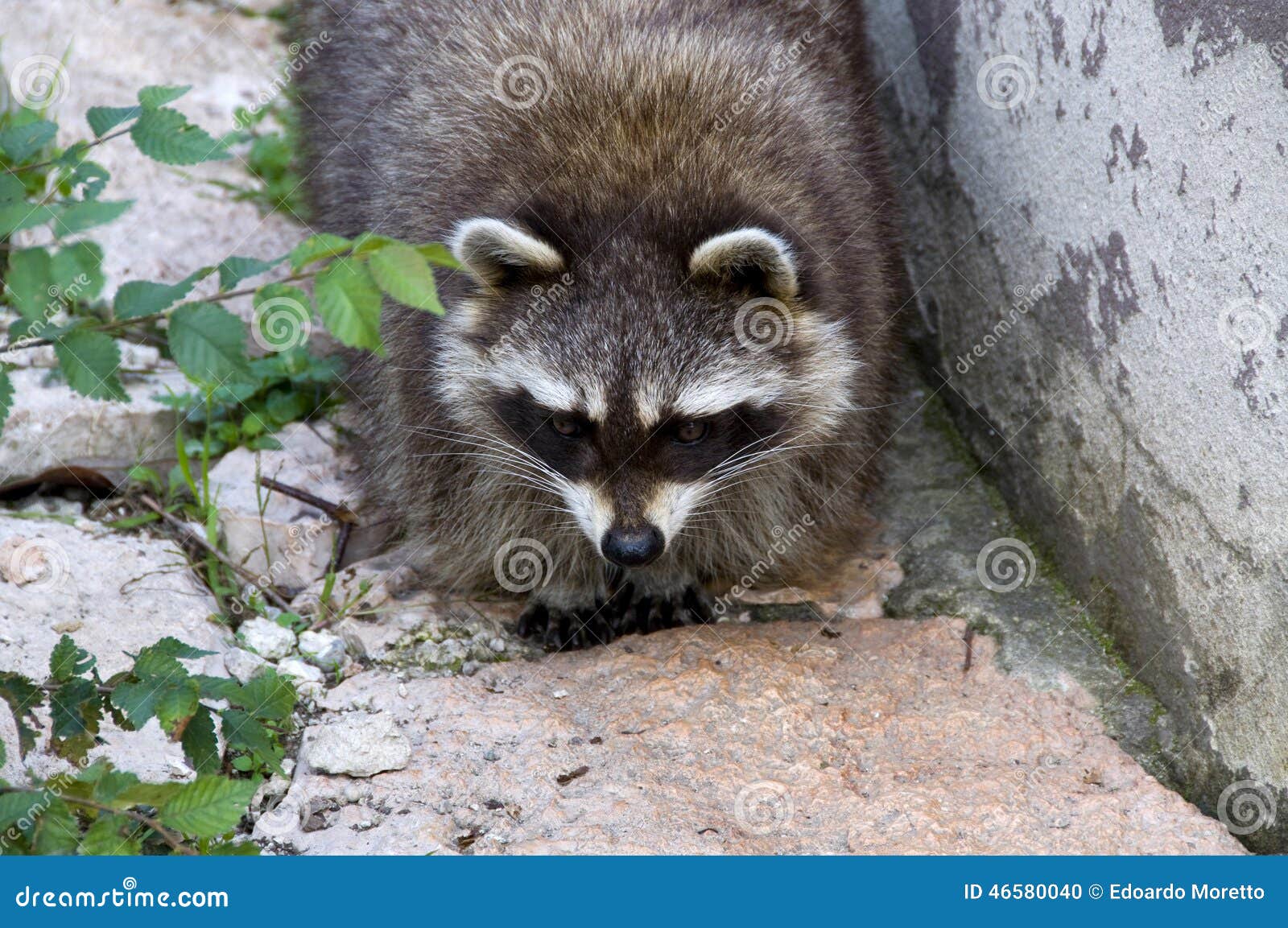 Curious raccoon stock photo. Image of curiosity, brown - 46580040