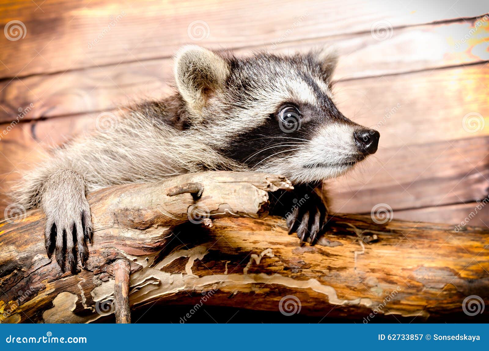Curious raccoon stock image. Image of frisky, frolicsome - 62733857