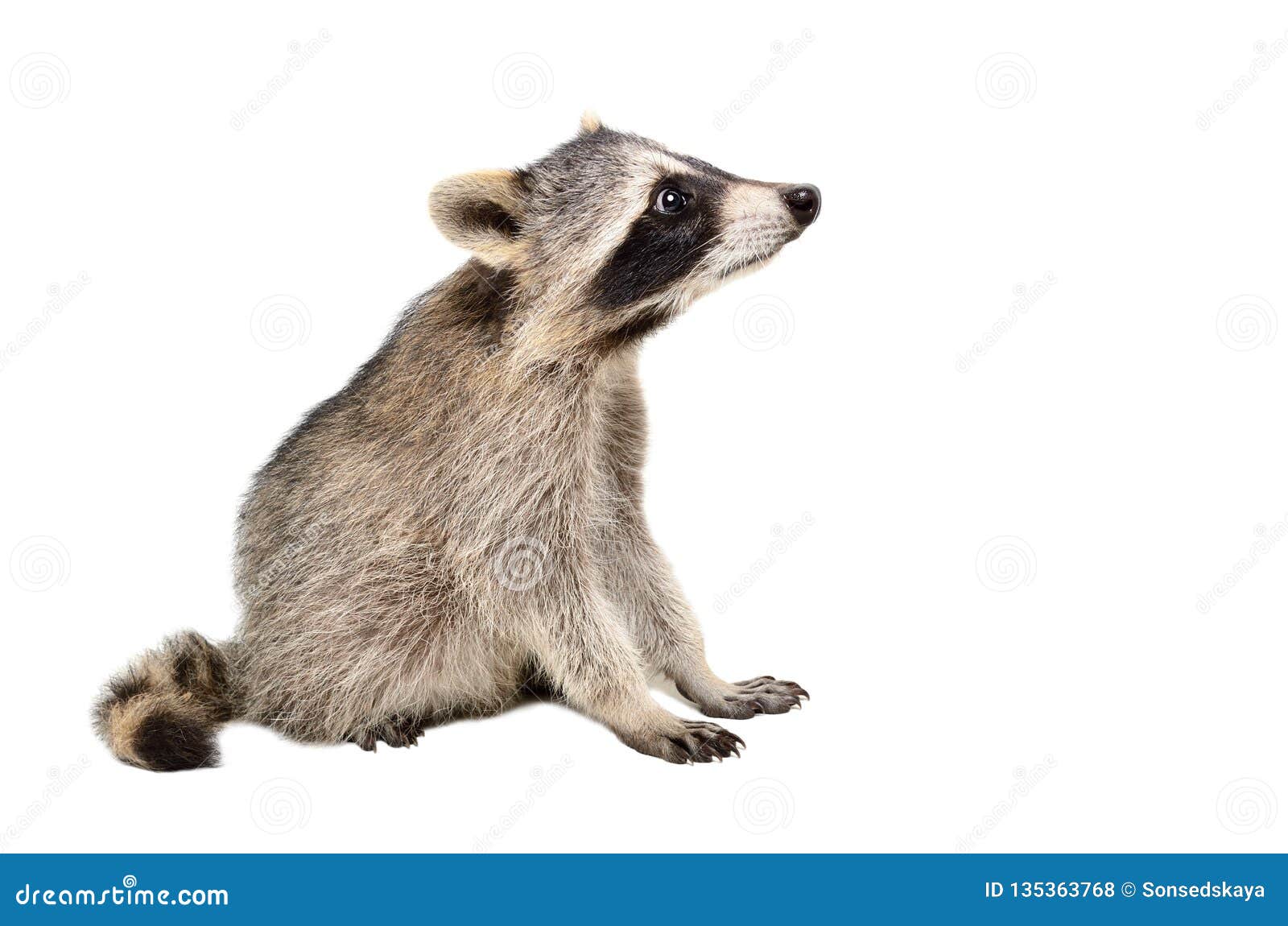 Raccoon Side View Stock Photos - Download 73 Royalty Free Photos