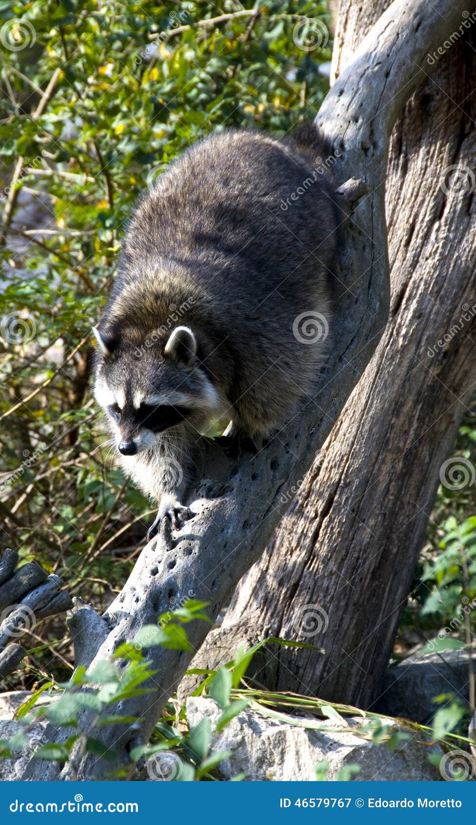 Curious raccoon stock image. Image of isolated, nose - 46579767