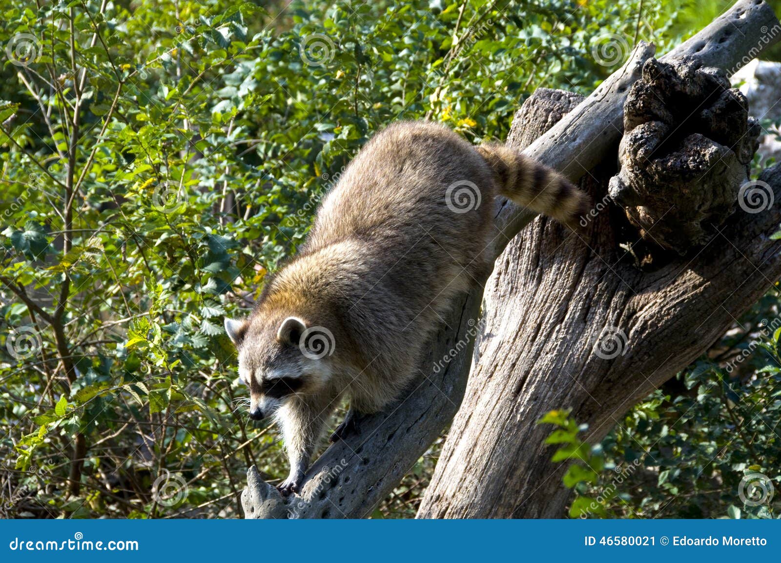 Curious raccoon stock image. Image of black, carnivore - 46580021