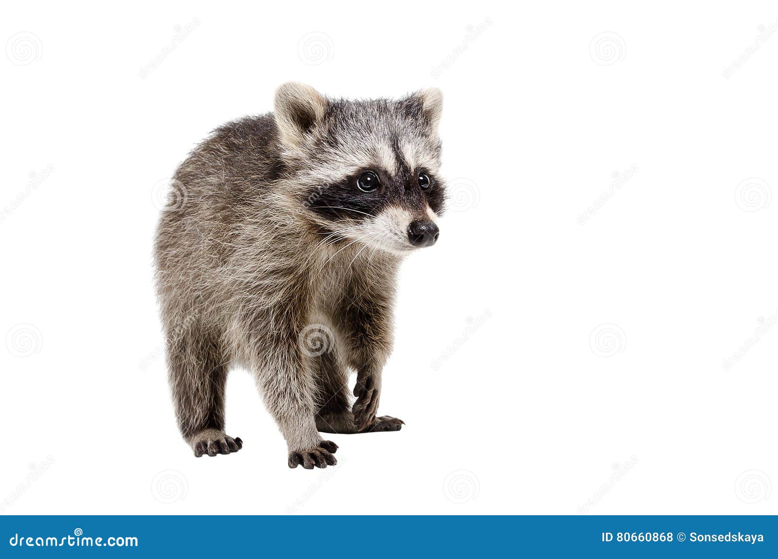 Curious Raccoon In A Tree Royalty-Free Stock Image | CartoonDealer.com ...