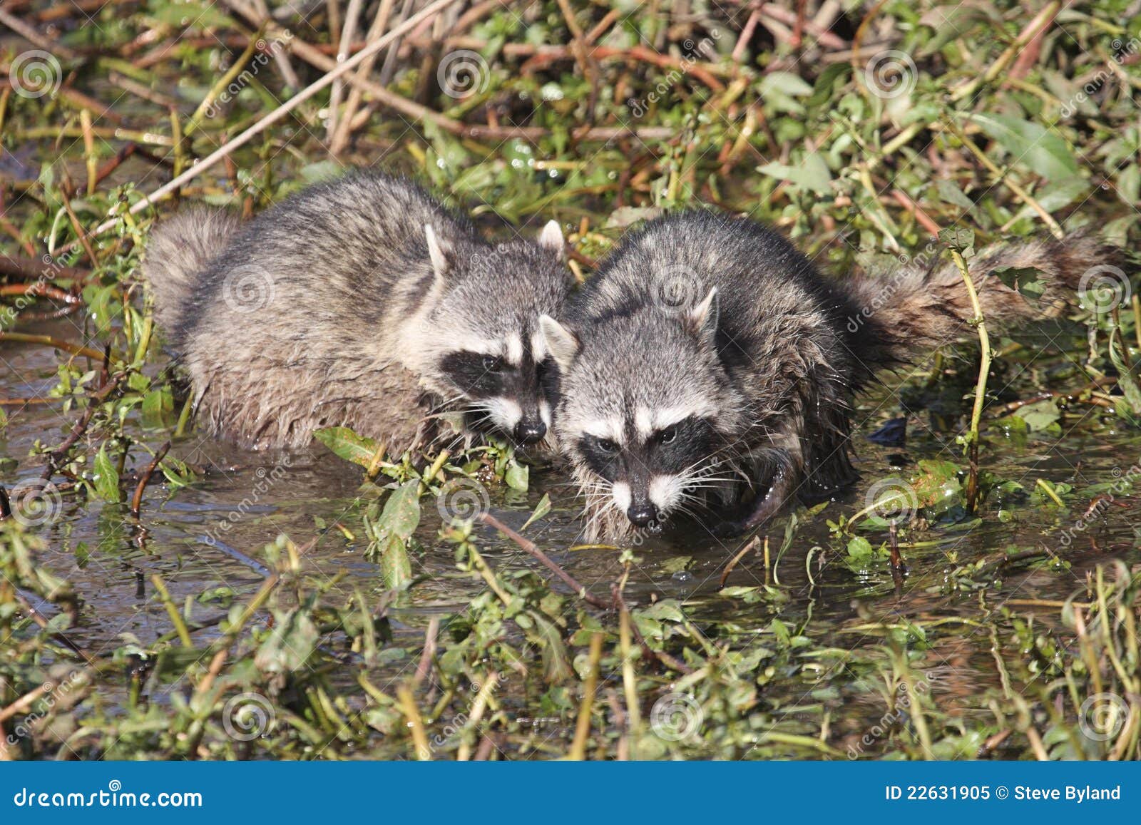 Curious Raccoons stock image. Image of mammal, wild, baby - 22631905